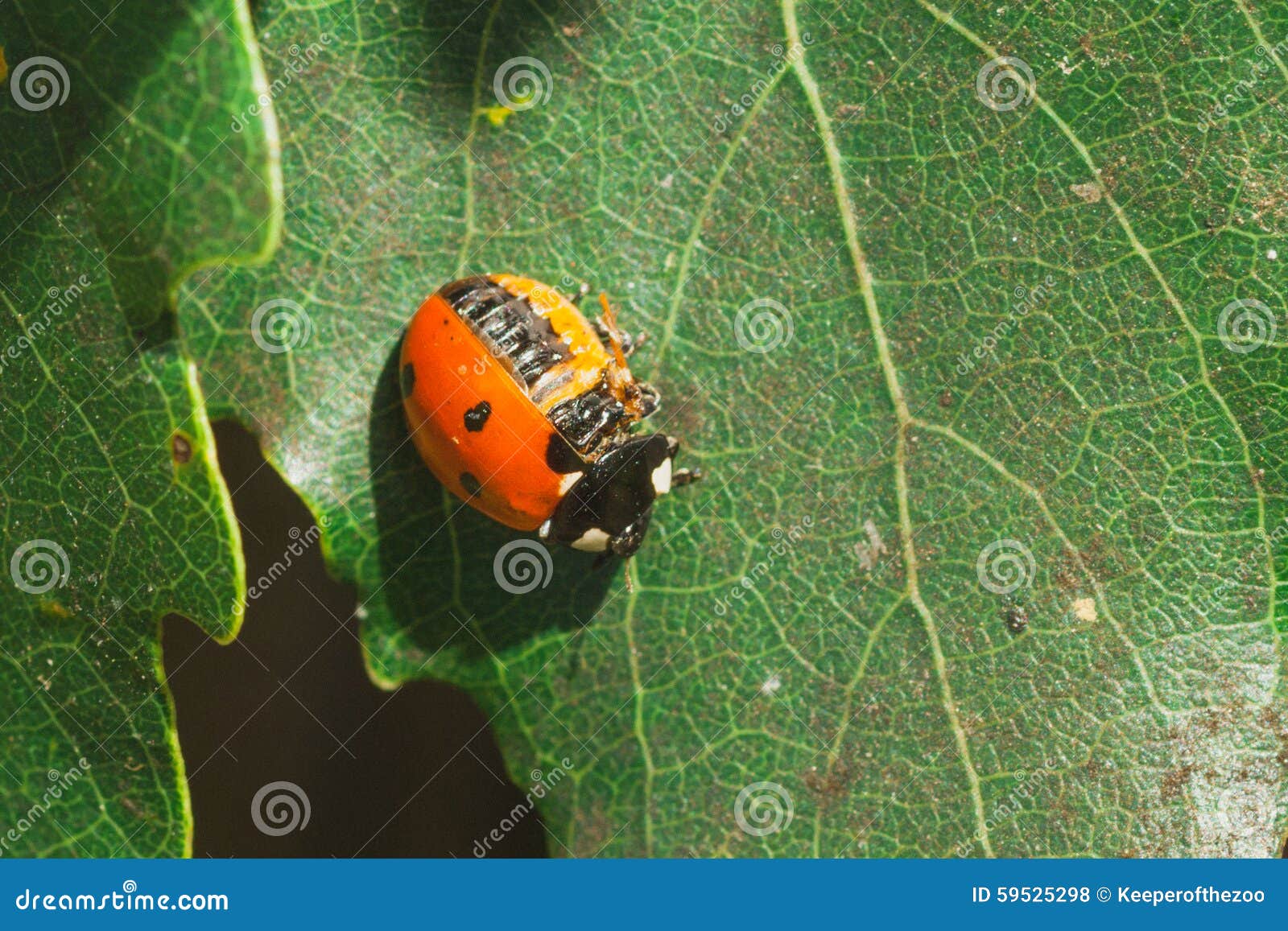 Injured Ladybug stock photo. Image of lady, coccinellid - 59525298