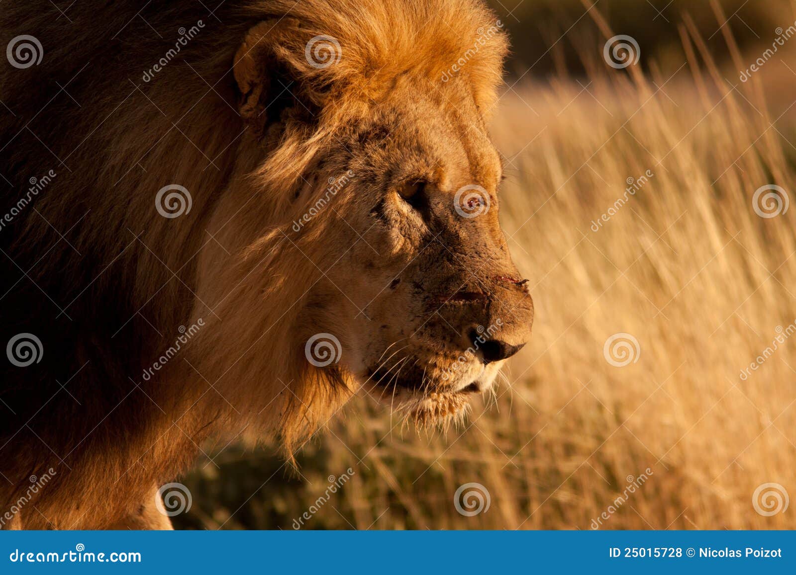 Injured lion stock photo. Image of profile, lion, portrait - 25015728