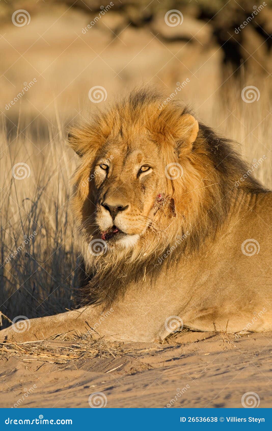 Injured lion stock photo. Image of lion, ears, injured - 26536638