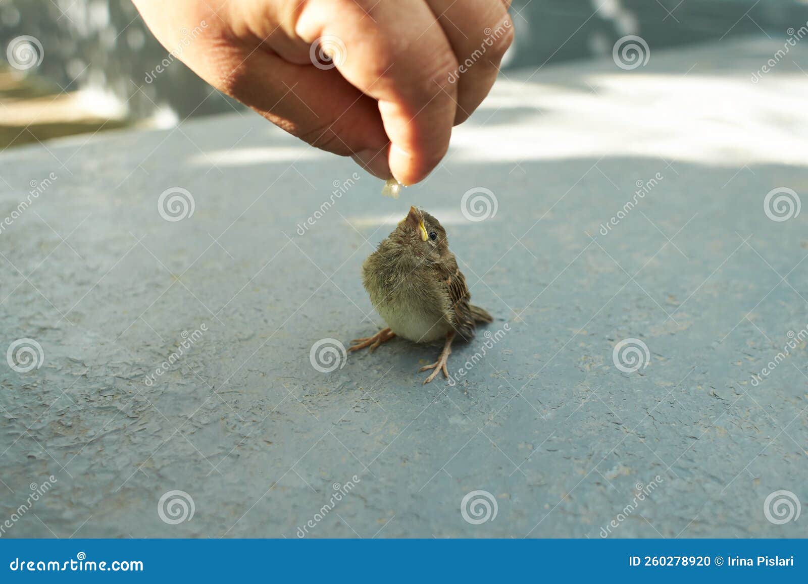 Injured Little Sparrow is Fed by Hand Stock Photo - Image of life, duck ...