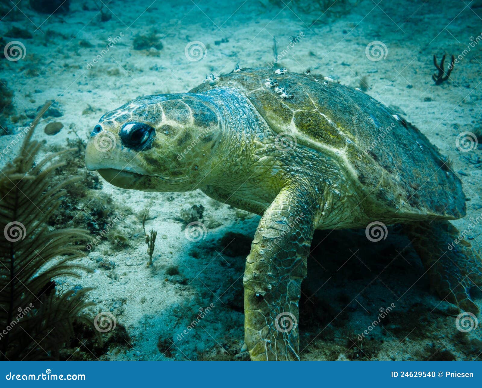 Injured Loggerhead Sea Turtle Swimming on Reef Stock Photo - Image of ...