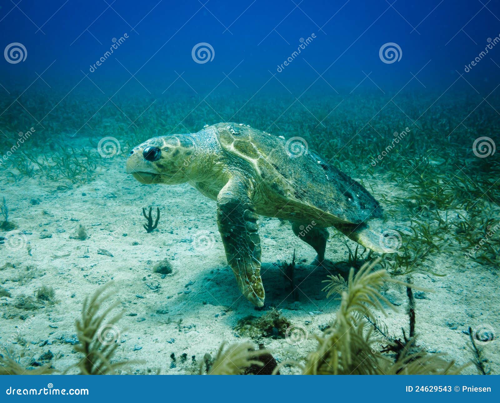 Injured Loggerhead Sea Turtle Swimming on Reef Stock Image - Image of ...