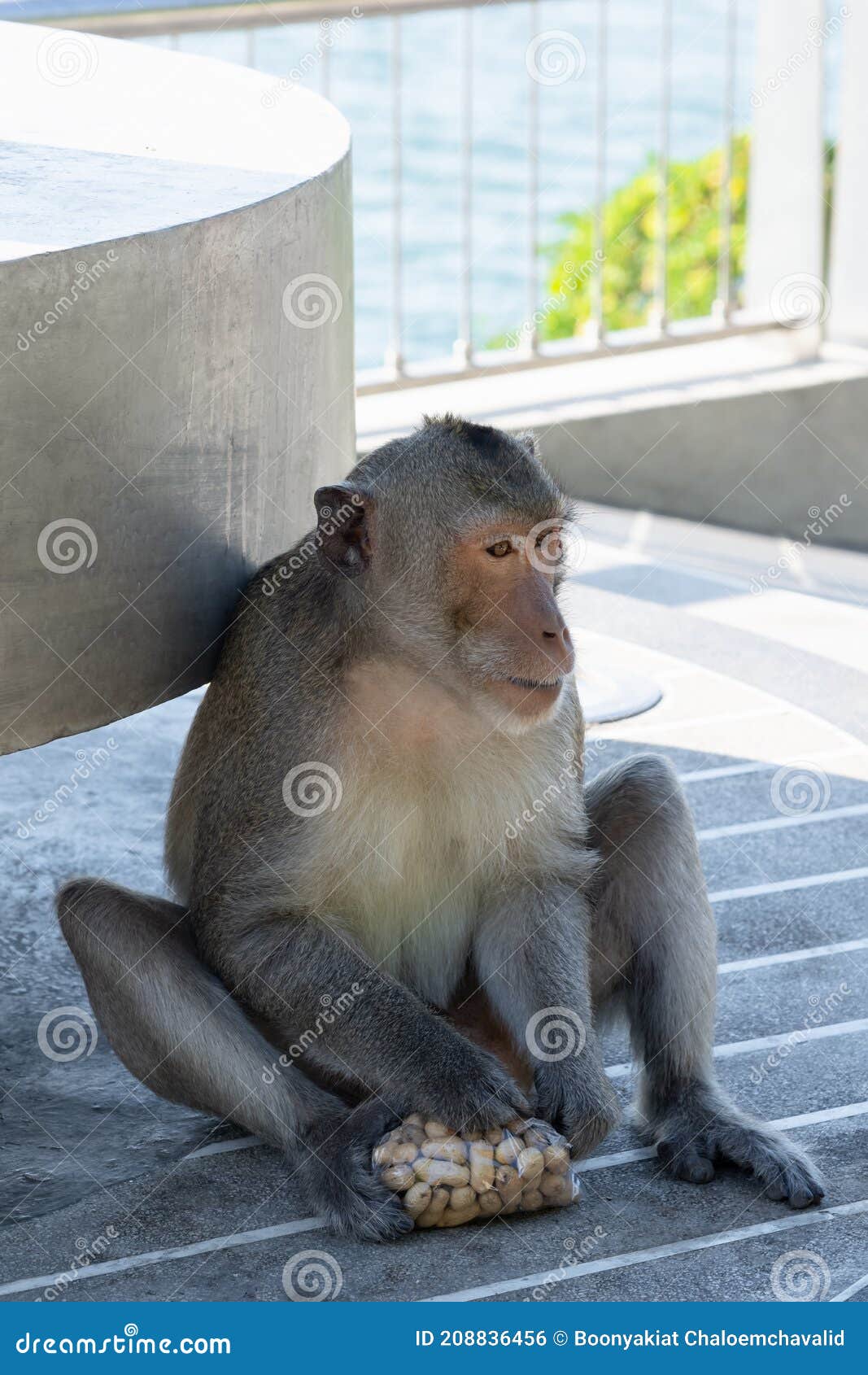 Injured Monkey Eats a Nut on a Sidewalk in a Park Very Poor. Stock ...