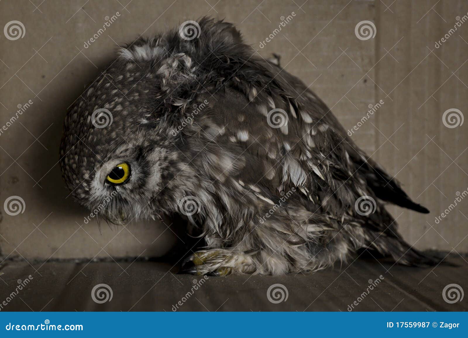 Injured owl stock image. Image of feathered, veternarian - 17559987