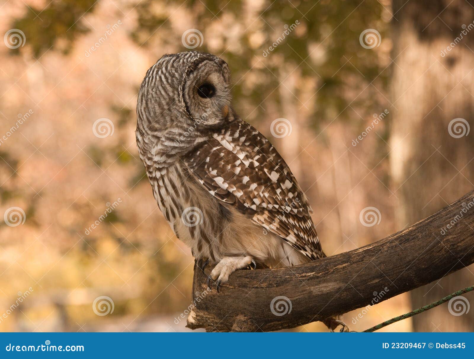 Injured owl stock image. Image of strix, flanks, hooter - 23209467