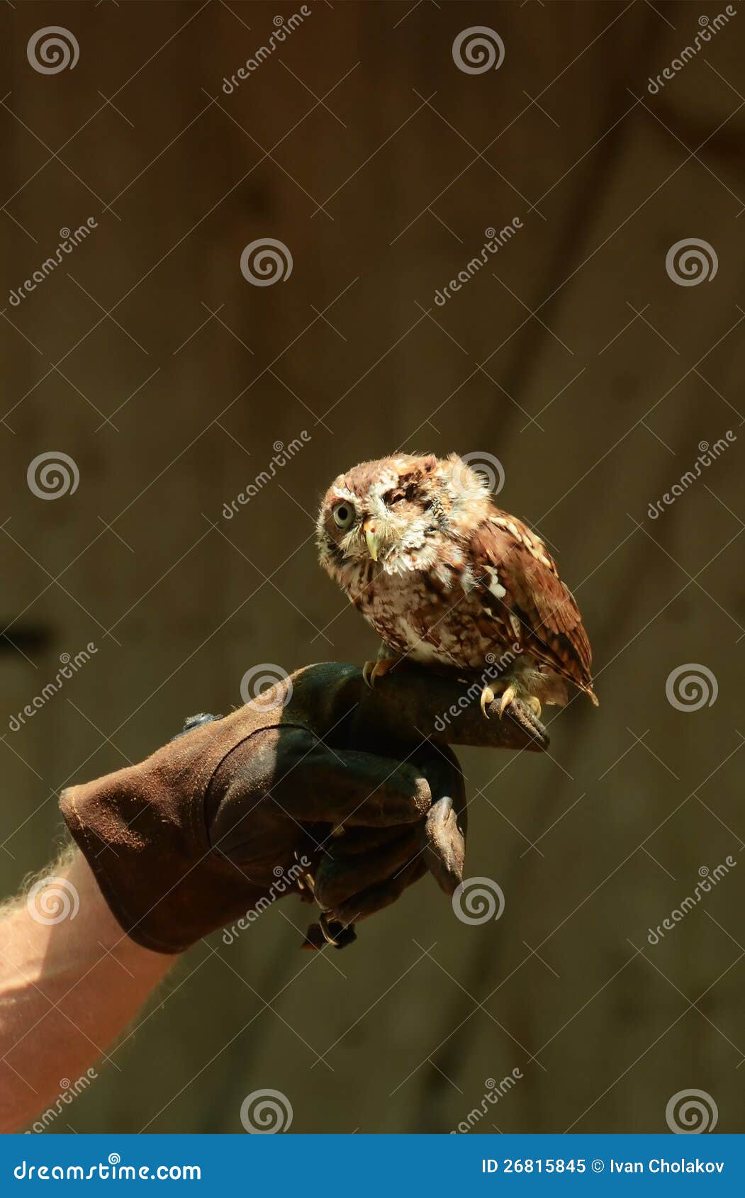 Injured owl stock image. Image of standing, perched, sanctuary - 26815845
