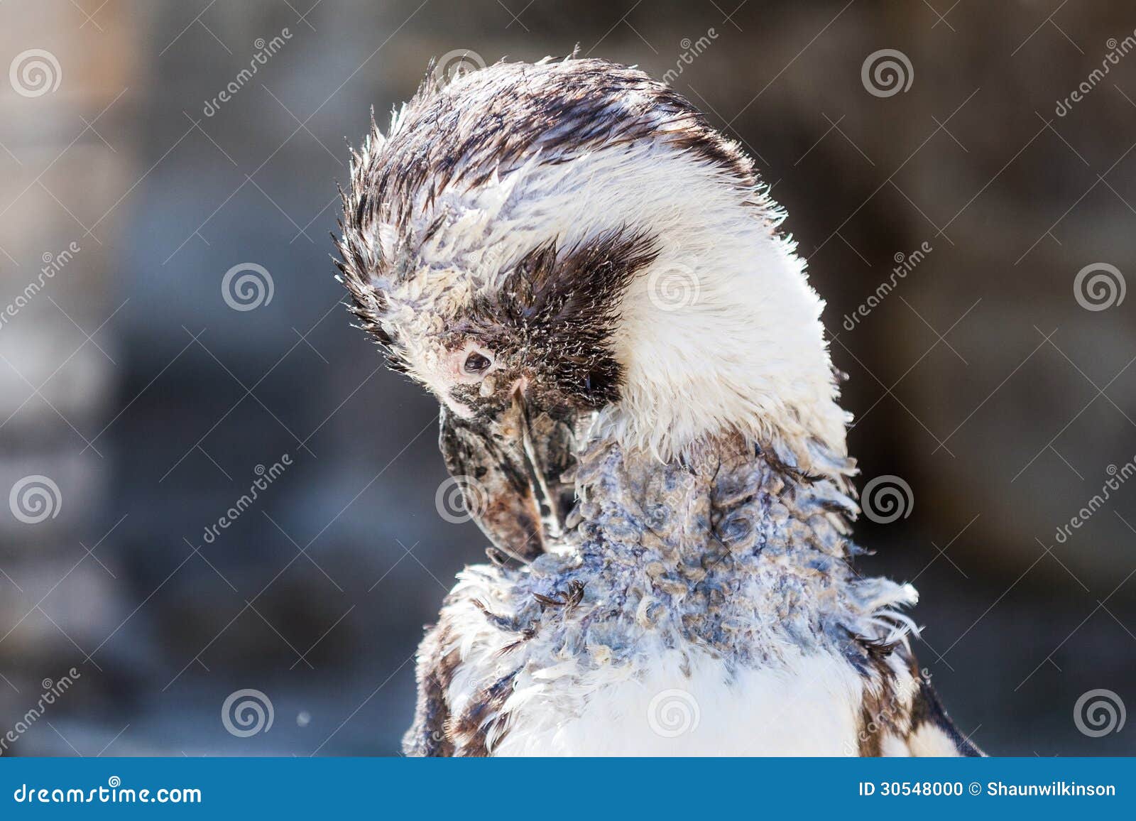 Injured penguin stock photo. Image of centre, injured - 30548000