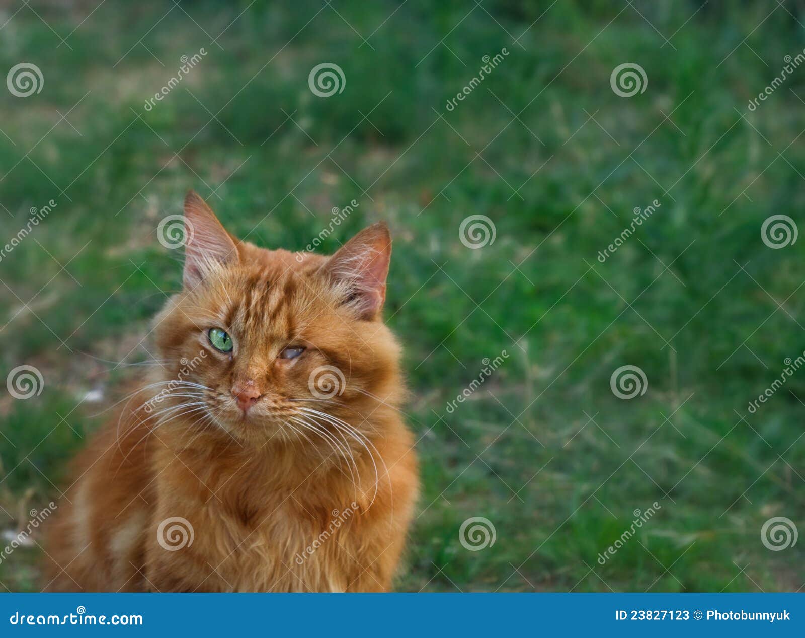 An injured rescued cat. stock image. Image of blind, fluffy - 23827123