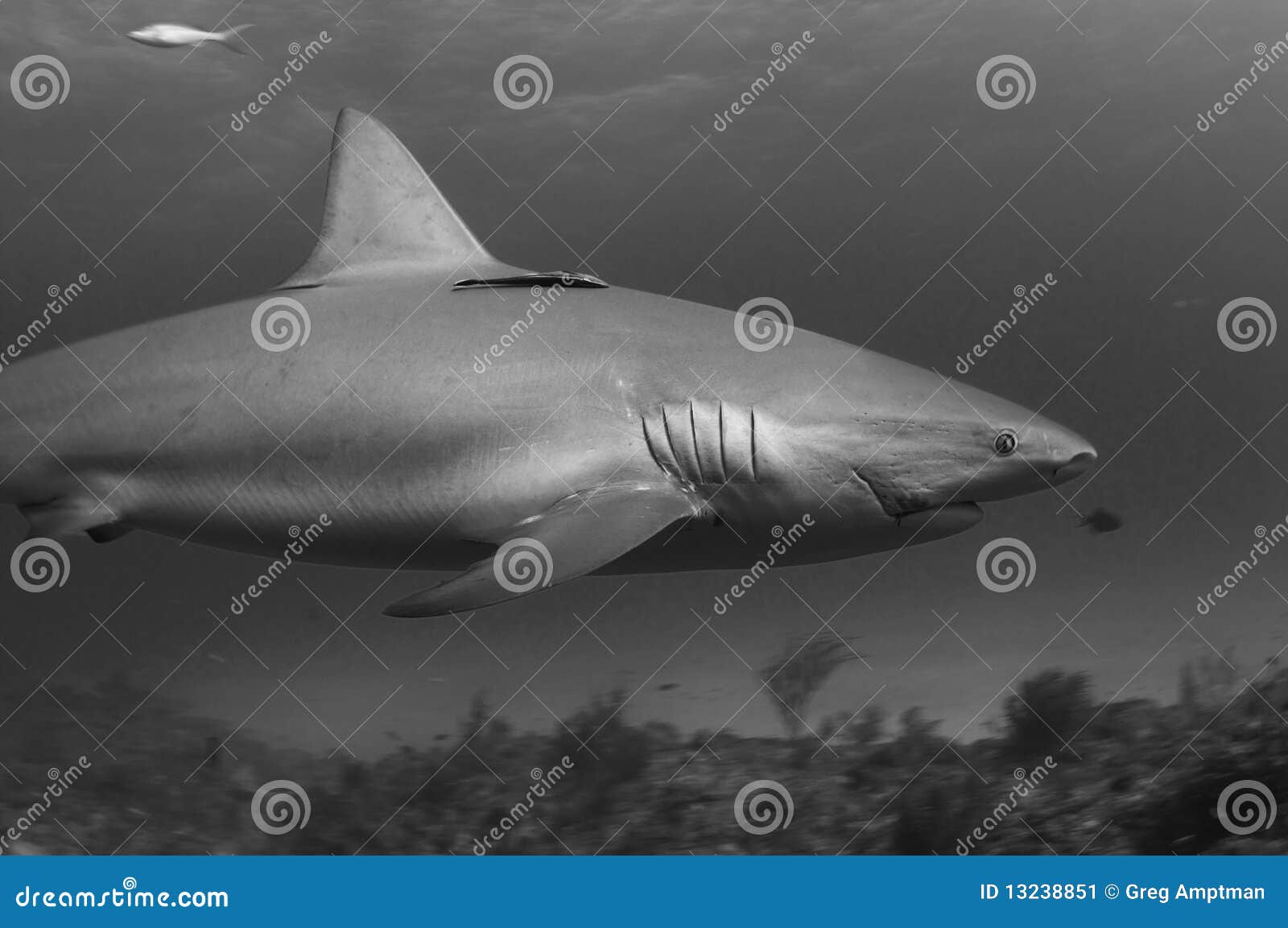 Injured Shark stock image. Image of ocean, extreme, coral - 13238851
