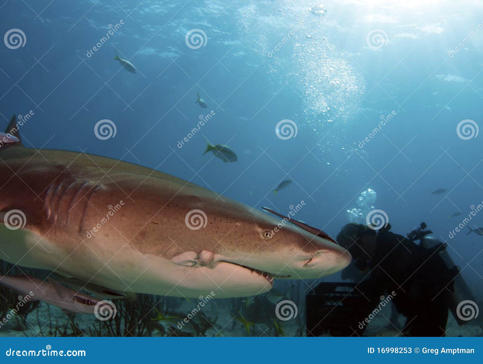 Injured Shark stock image. Image of saltwater, ocean - 16998253