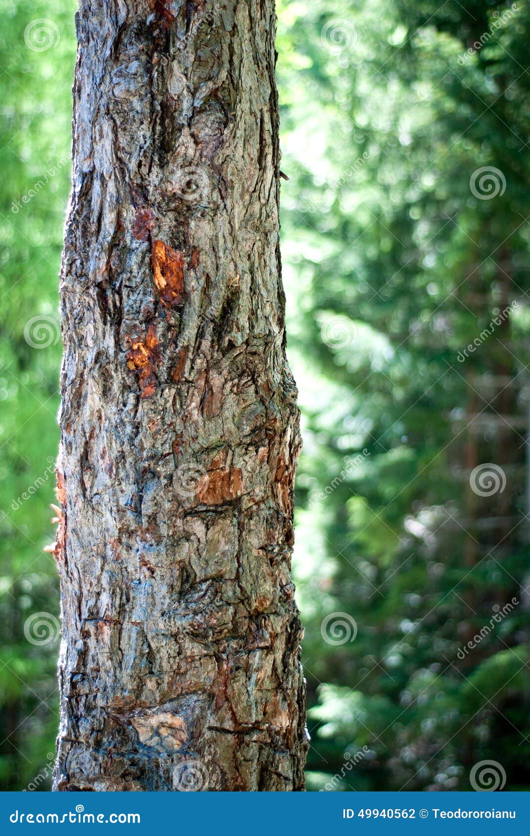 Injured tree stock photo. Image of backdrop, board, carpenter - 49940562
