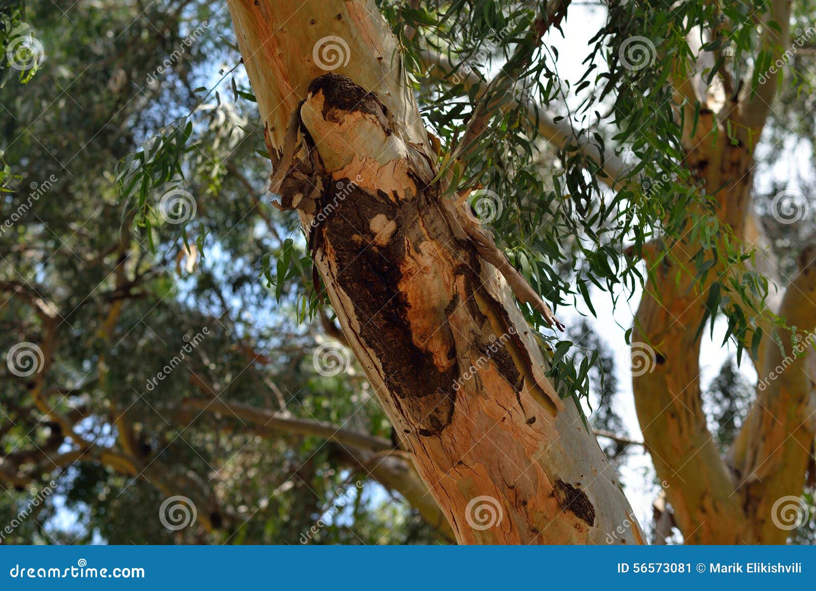Injured tree stock image. Image of help, injured, green - 56573081
