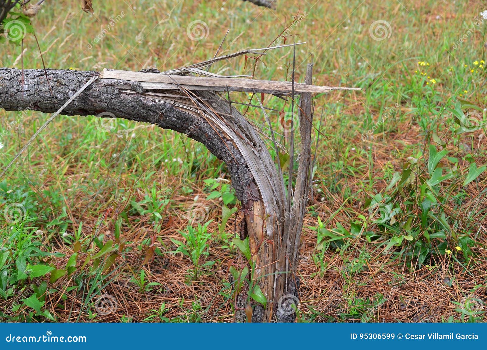 Injured tree stock image. Image of wounded, drying, wind - 95306599