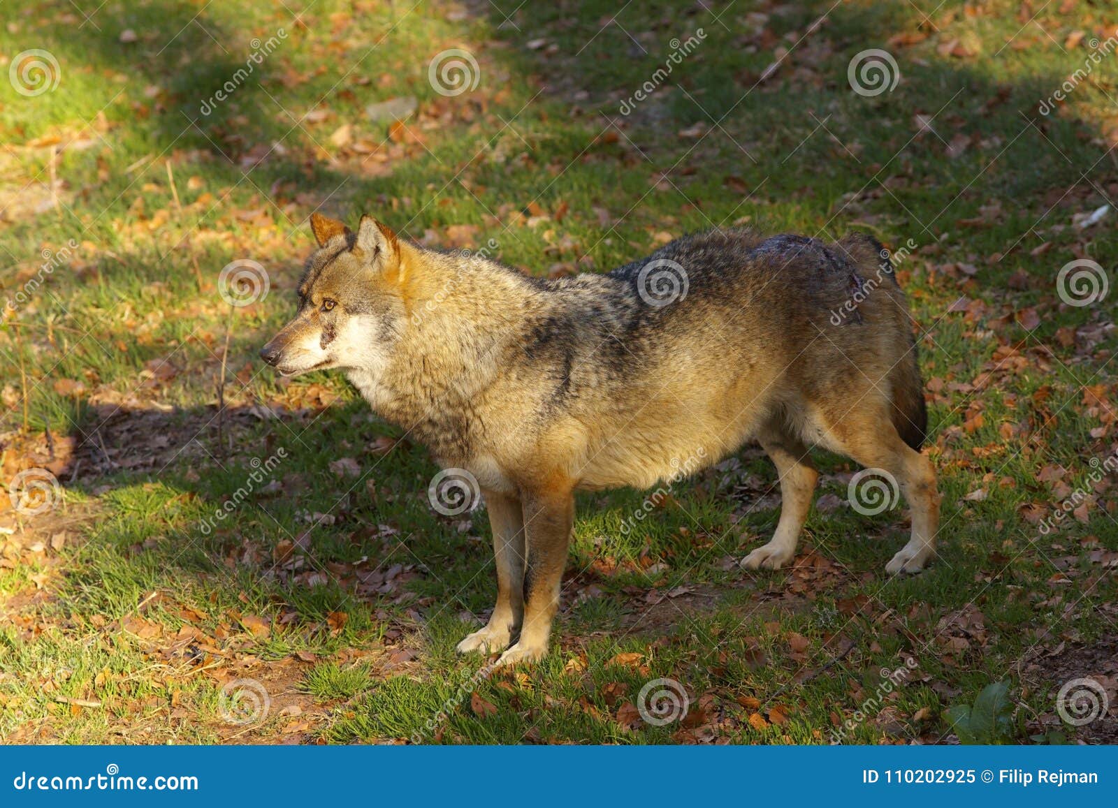 Wolf Excluded By Its Pack Royalty-Free Stock Photography ...