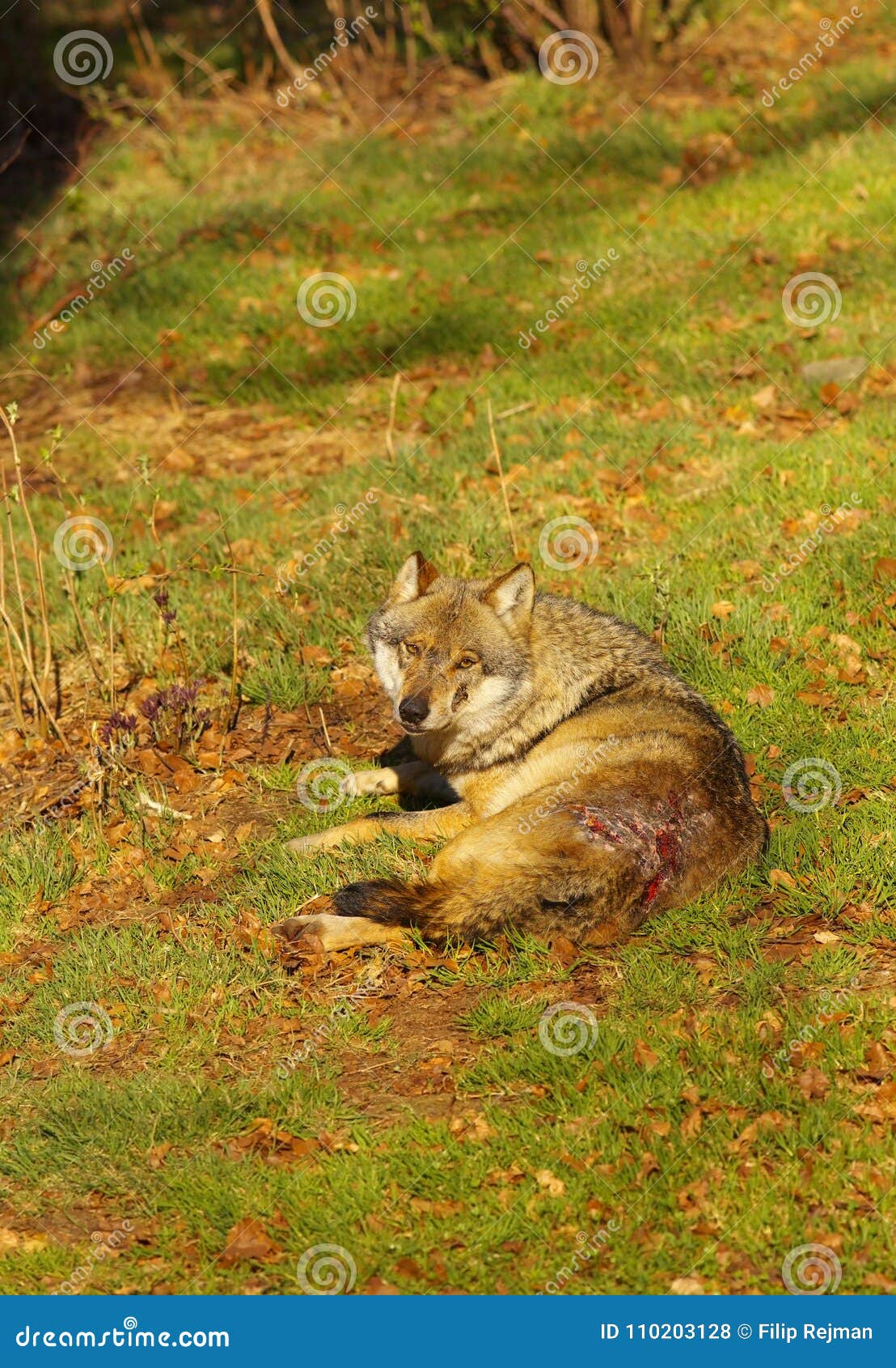 Wolf excluded by its pack stock photo. Image of predator - 110203128