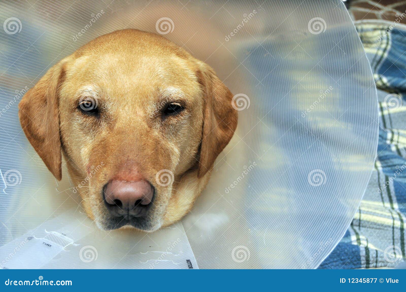 Injured Yellow Lab Dog with Cone Stock Image - Image of head, collar ...