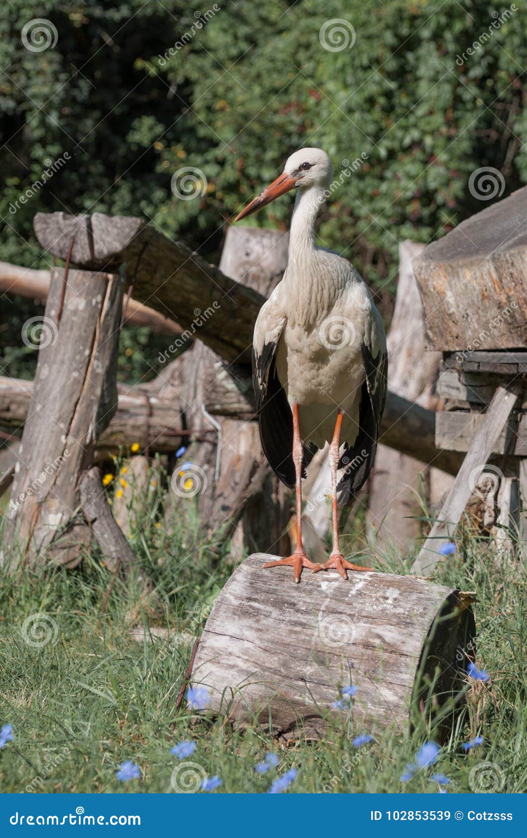 Injured Young Stork on a Log, Looking at the Camera Stock Image - Image ...