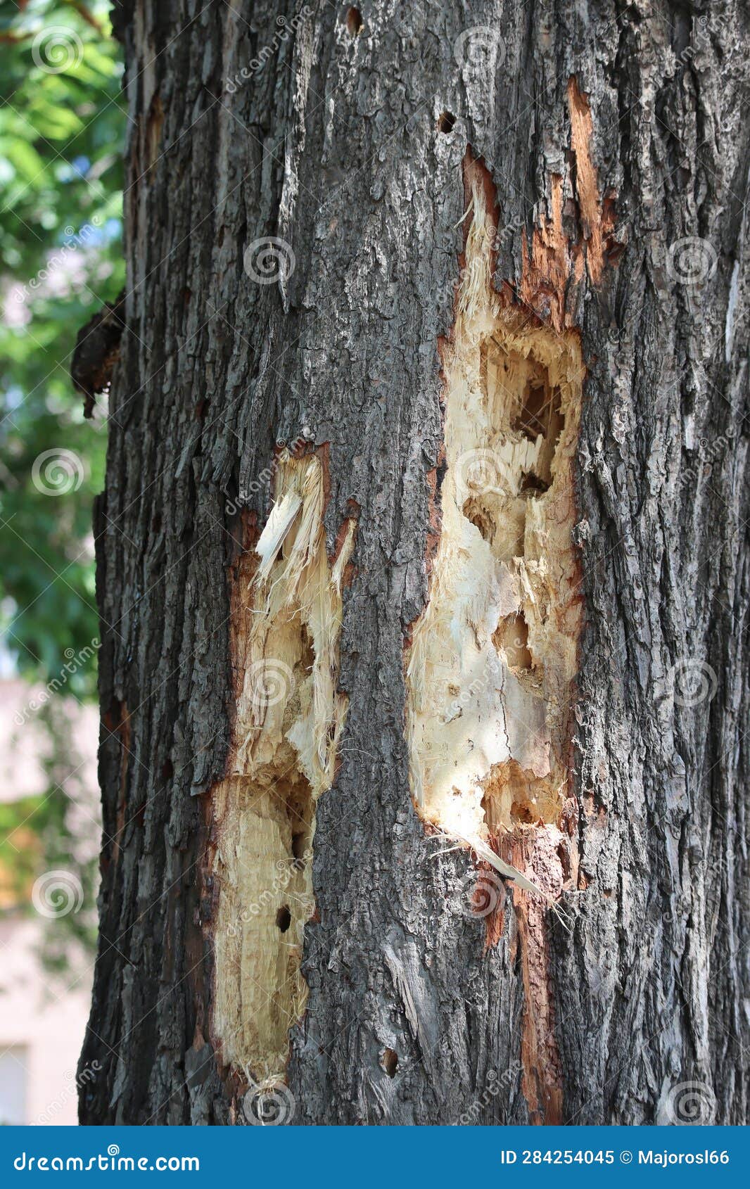 Injuries of an Old Oak Tree Trunk Stock Image - Image of injuries ...