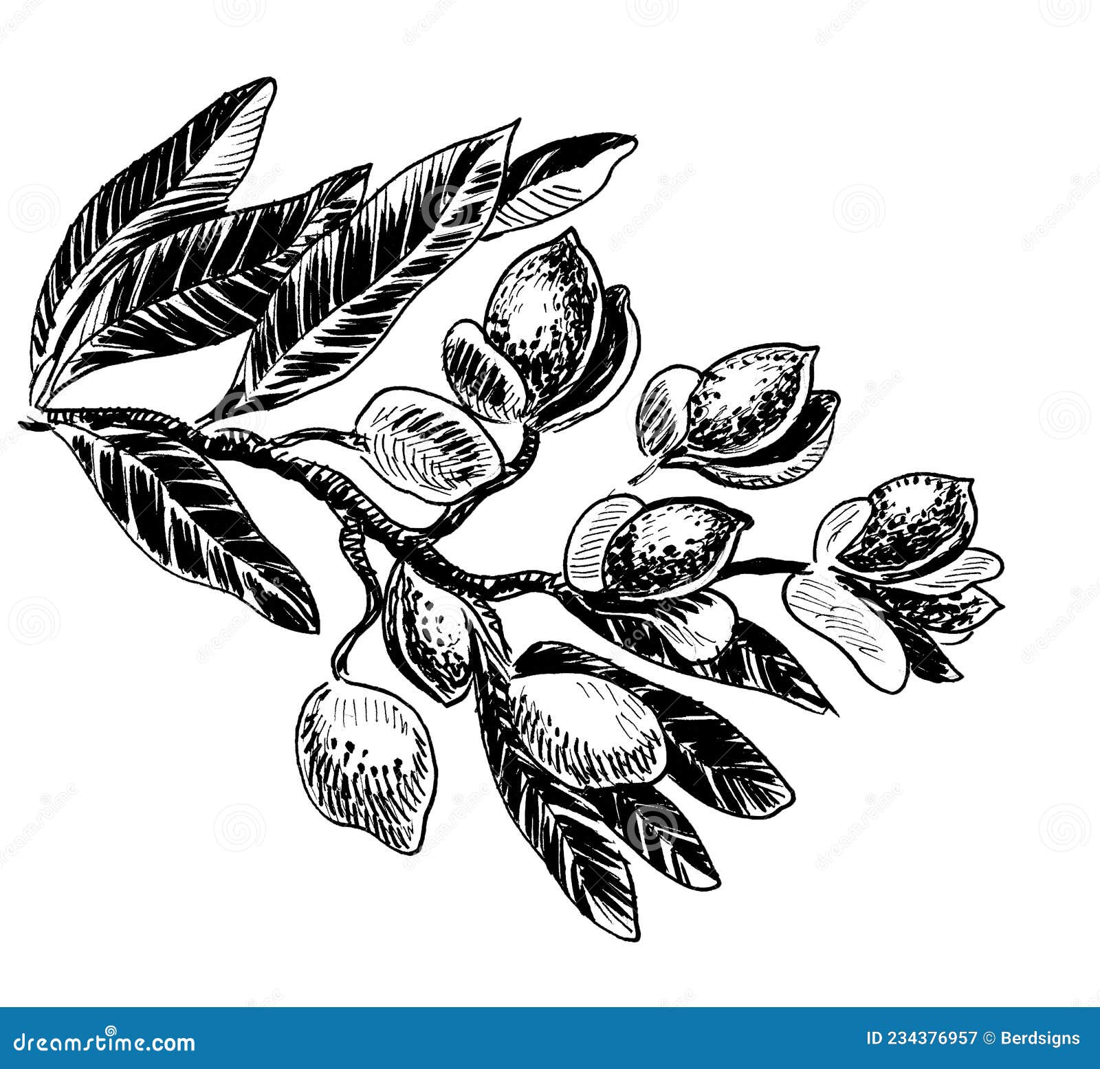 Almond tree stock illustration. Illustration of white - 234376957
