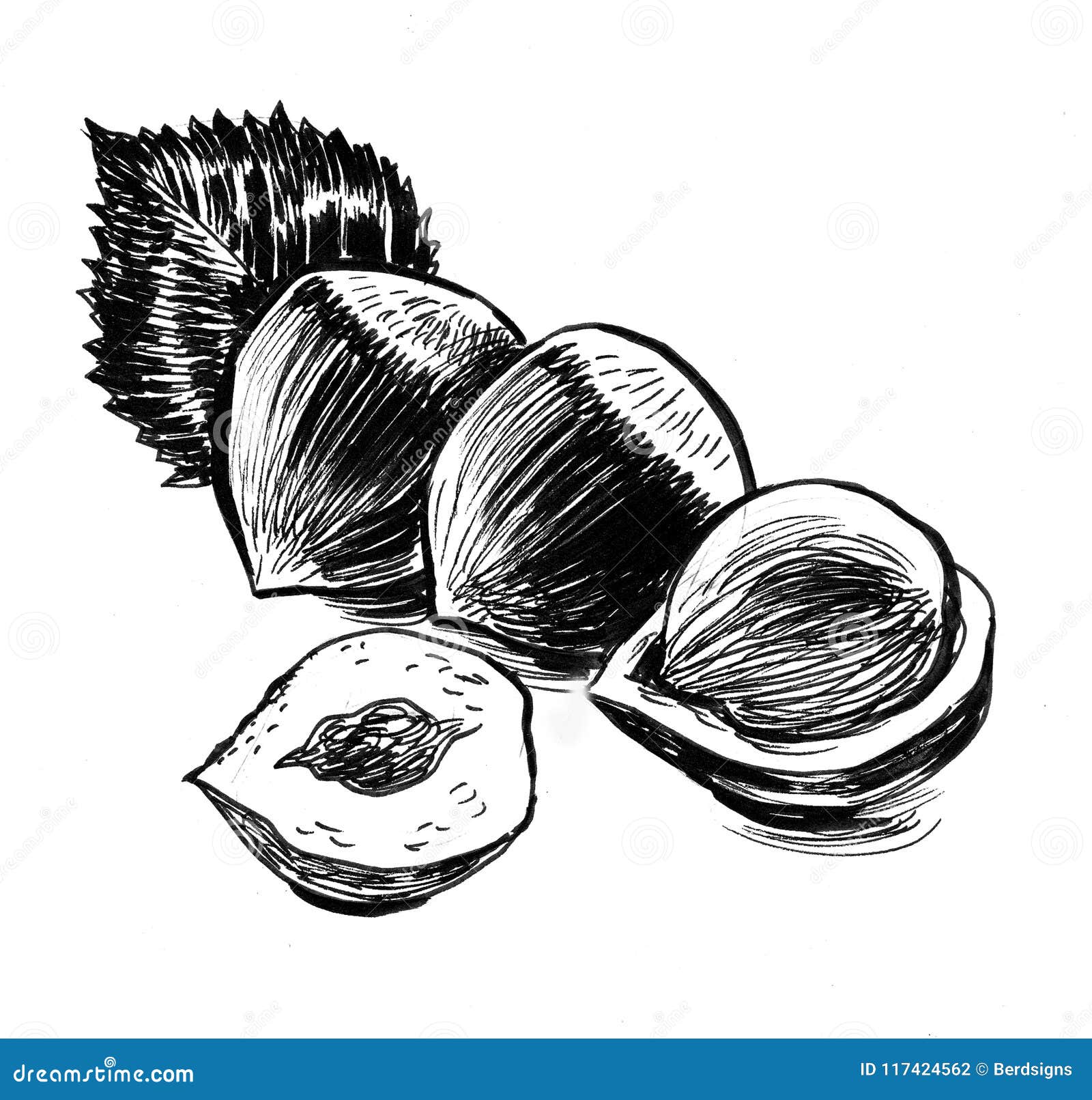 Bunch of hazelnuts stock illustration. Illustration of crop - 117424562
