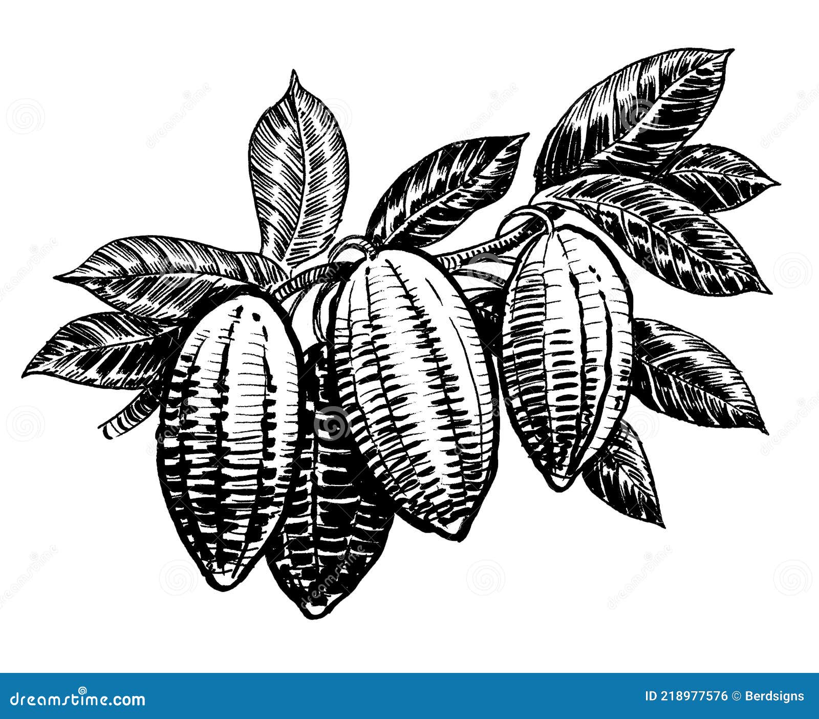 Cacao crop stock illustration. Illustration of artwork - 218977576