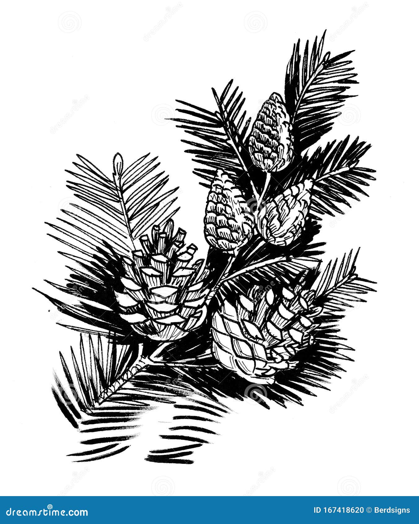 29 Sketch Drawing Pine Cones Photos - Free & Royalty-Free Stock Photos ...