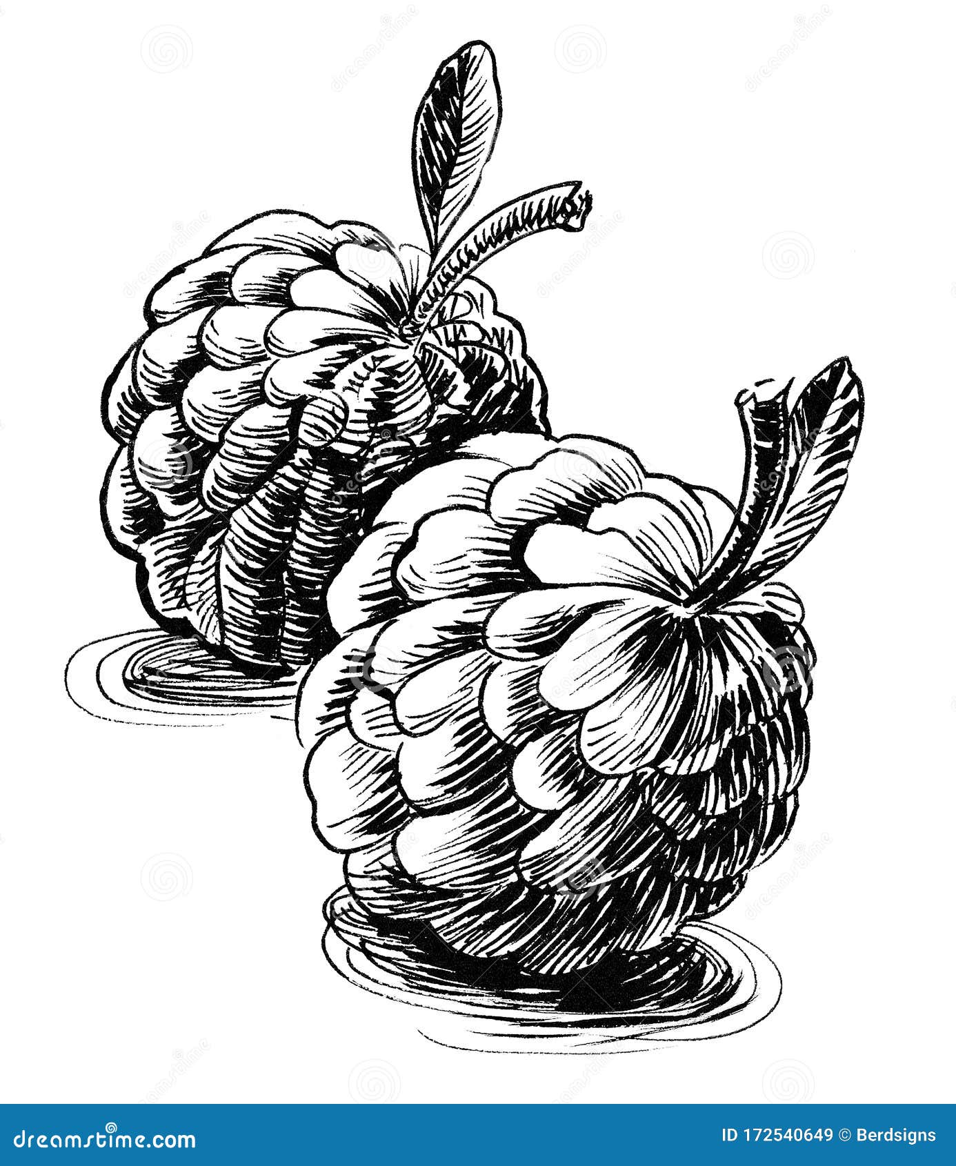 Sugar-apple Hand Drawn Illustration Vector Set. | CartoonDealer.com ...