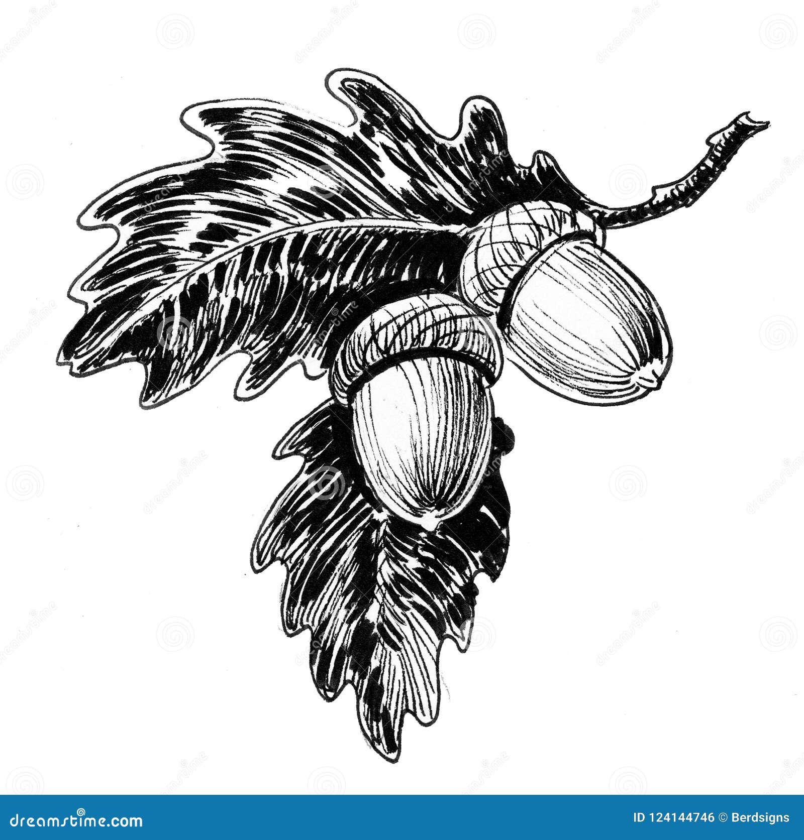 Acorns Oak Tree Stock Illustrations – 2,818 Acorns Oak Tree Stock ...