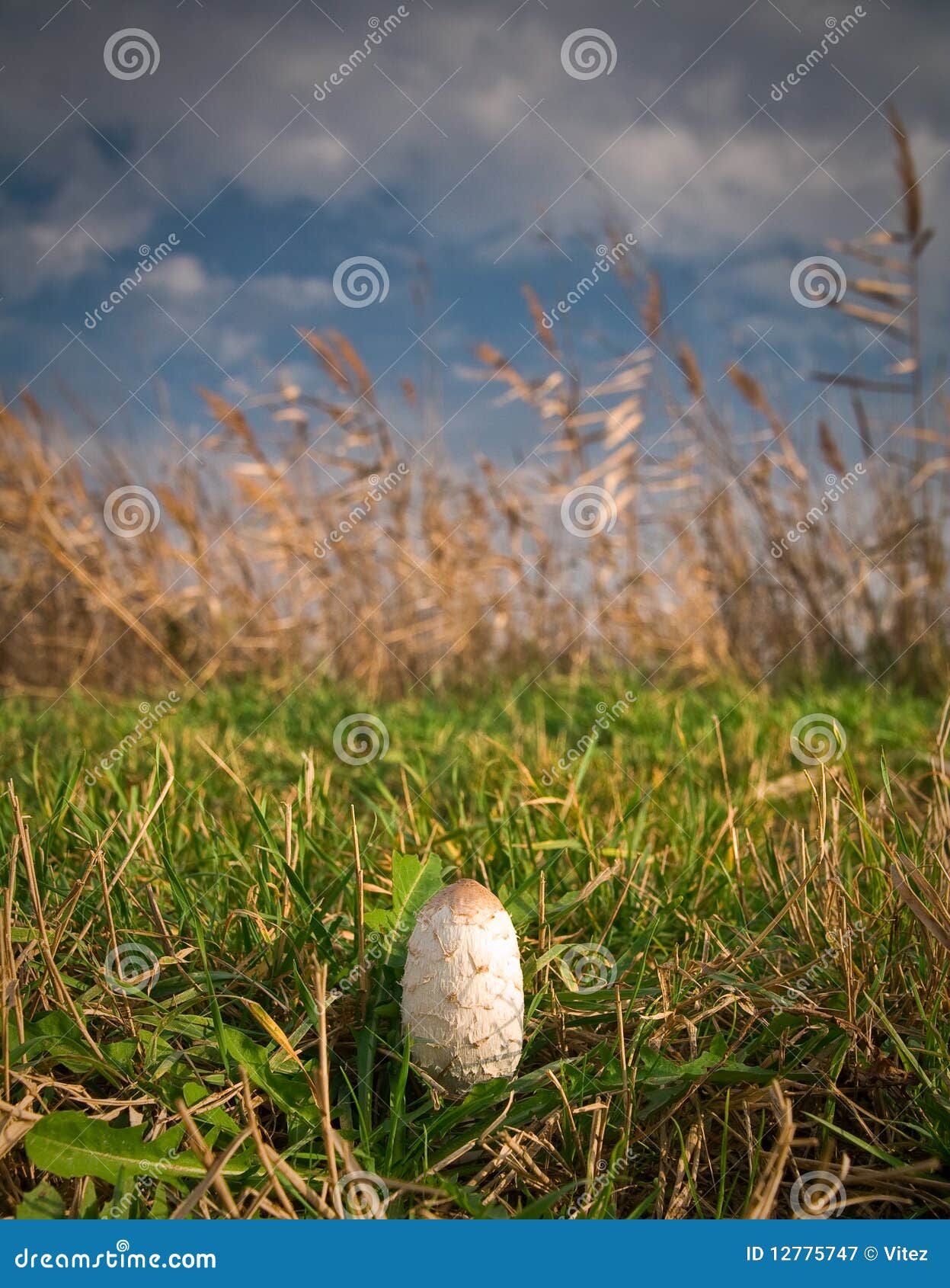 Ink cap stock image. Image of protection, grass, shaggy - 12775747