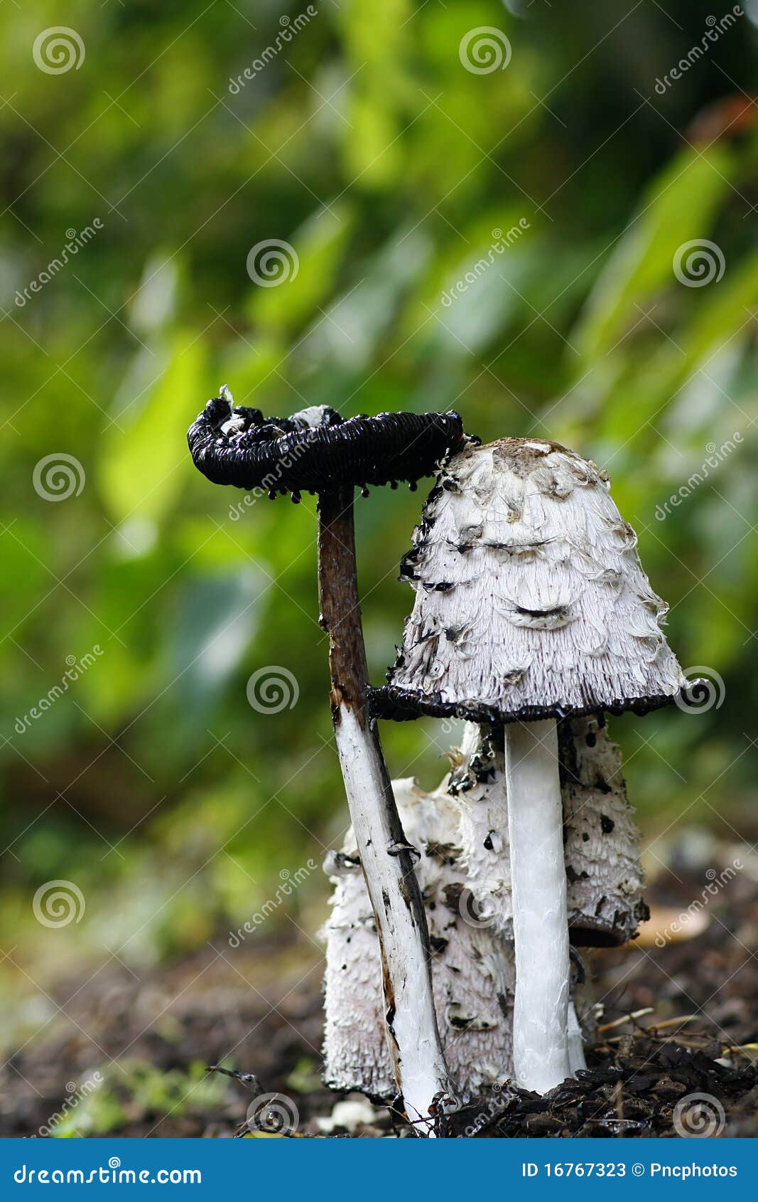 Ink cap fungi stock image. Image of mushrooms, caps, decaying - 16767323