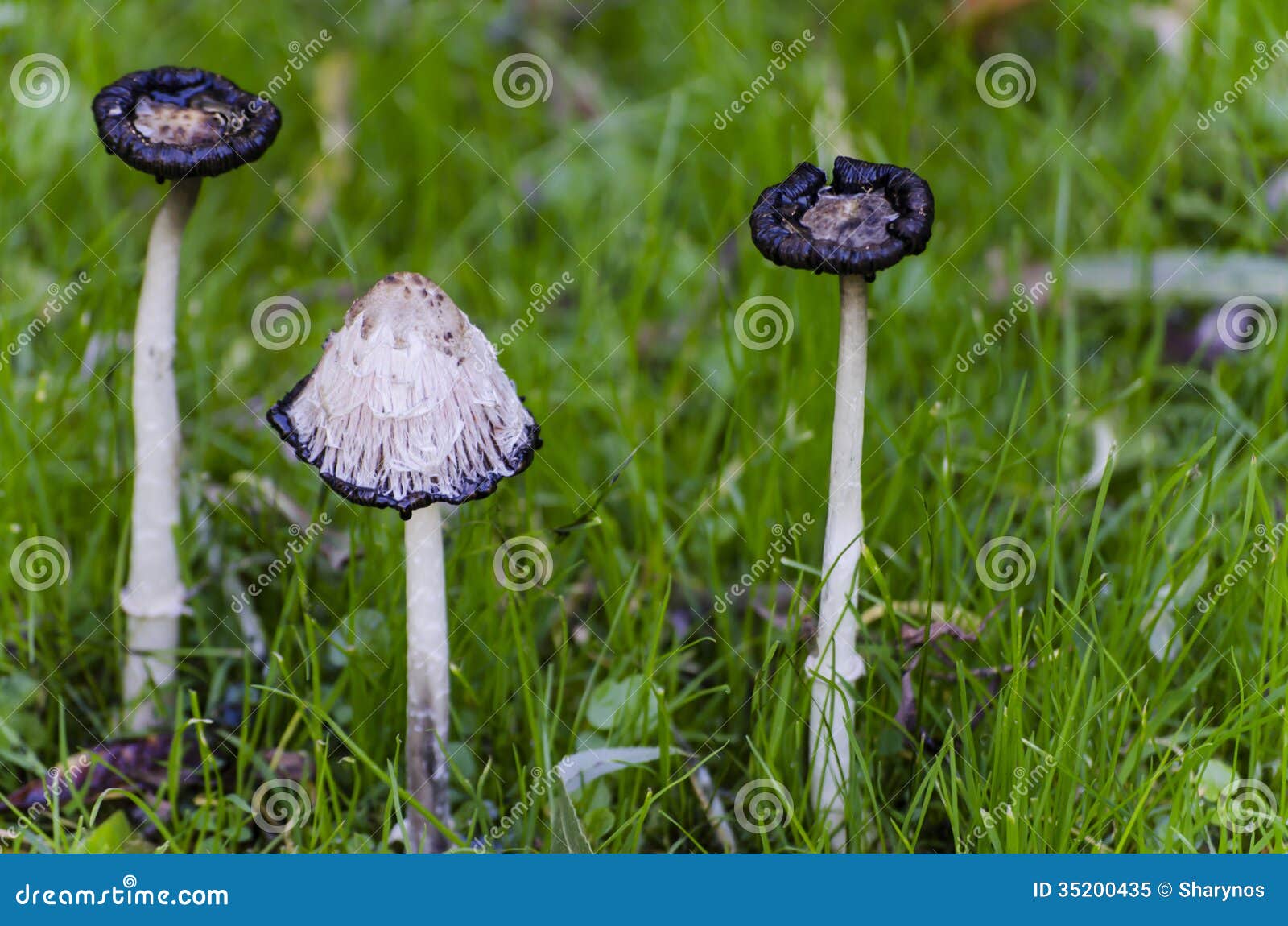 Ink cap mushrooms stock image. Image of grass, growing - 35200435
