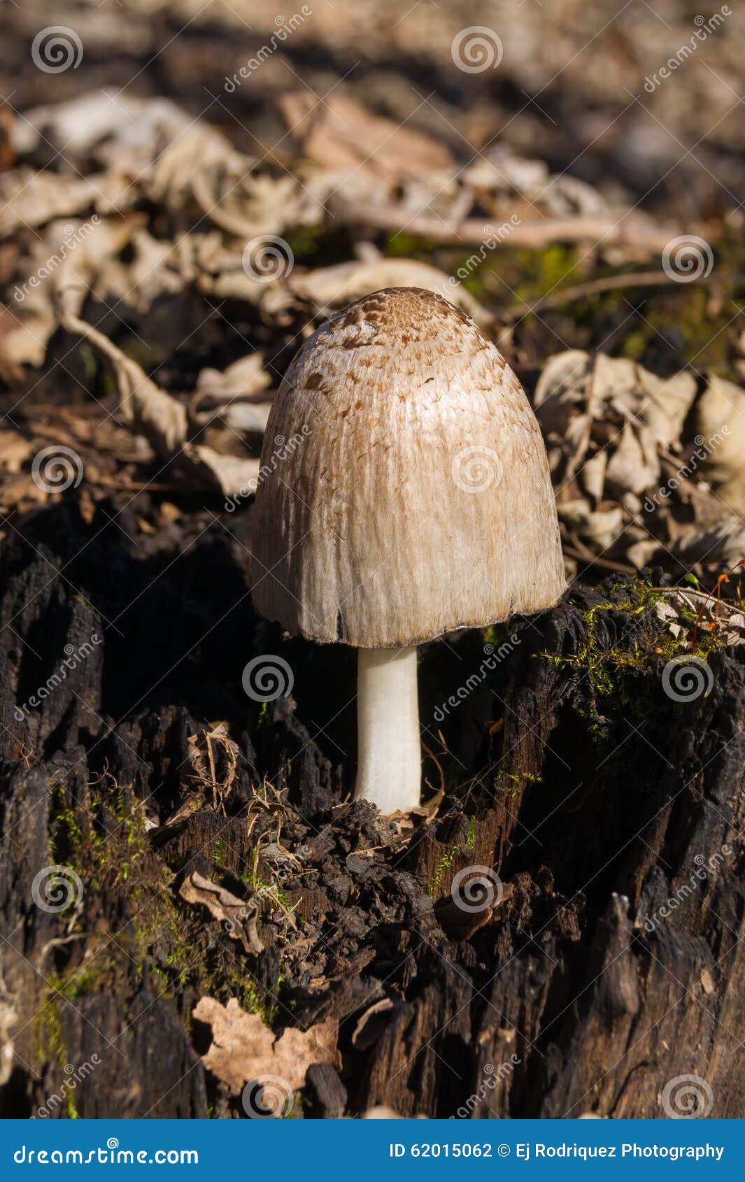 The ink cap. stock photo. Image of outdoor, organic, forest - 62015062