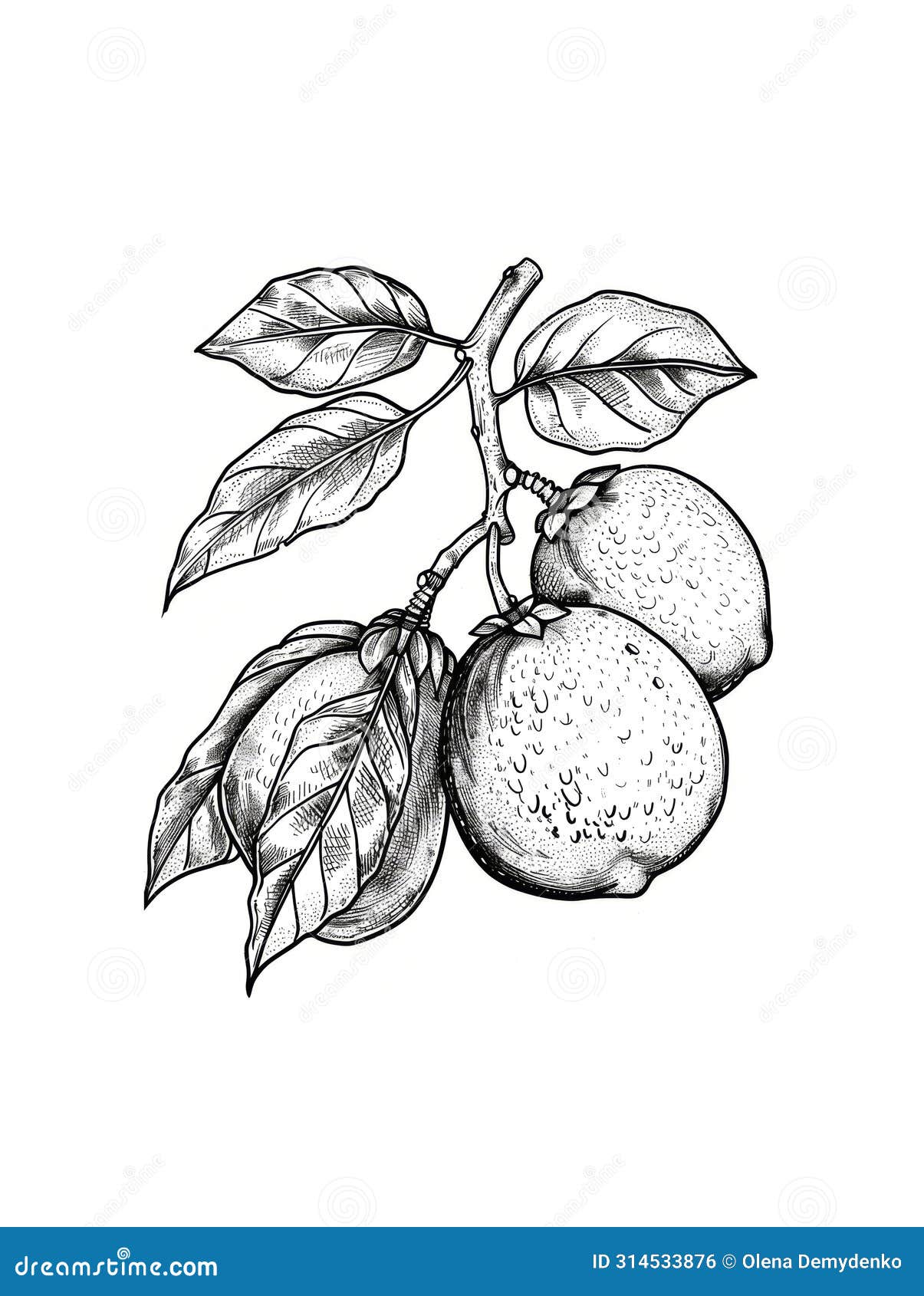 Ink Drawing of Citrus Branch with Round Fruit and Pointed Leaves on ...