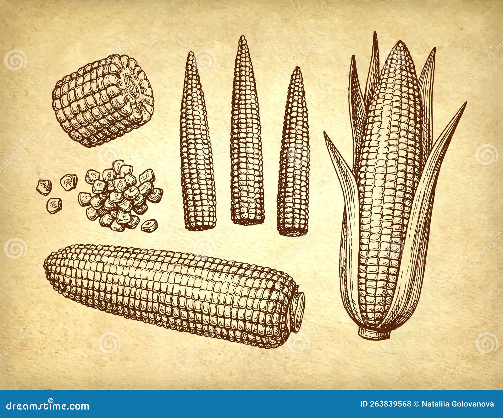 Ink drawing of corn. stock vector. Illustration of seed - 263839568