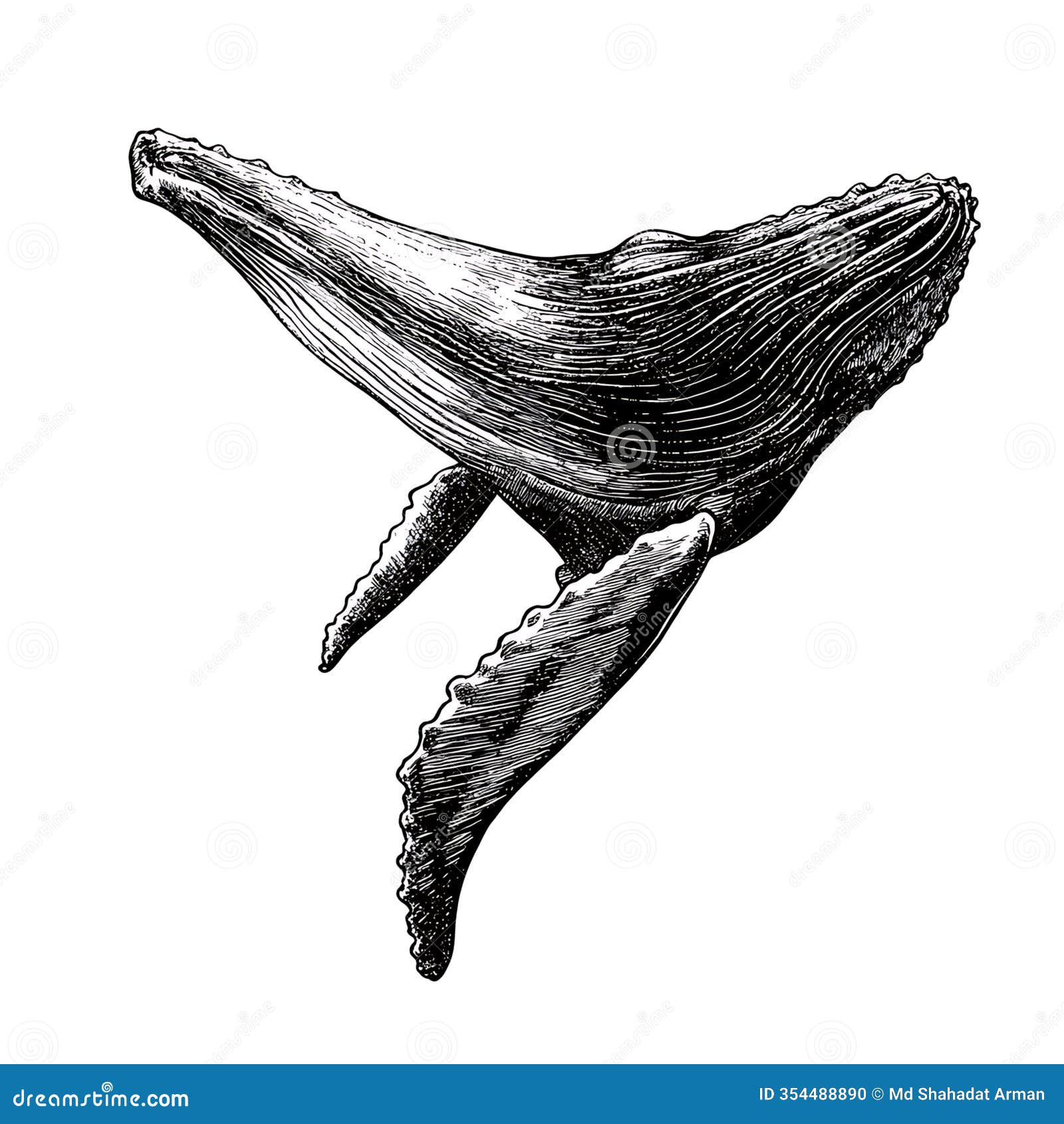 Ink Drawing of a Humpback Whale Breaching Stock Illustration ...