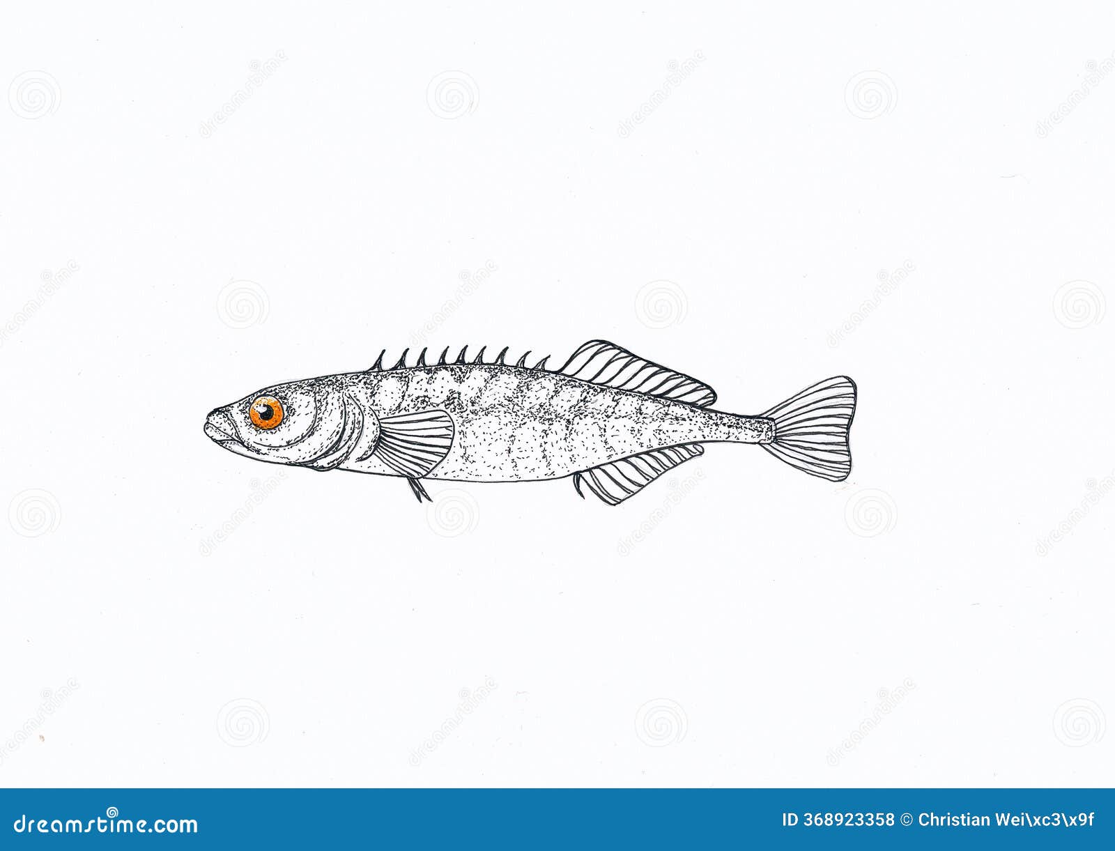 Stickleback, Vintage Engraving Cartoon Vector | CartoonDealer.com ...