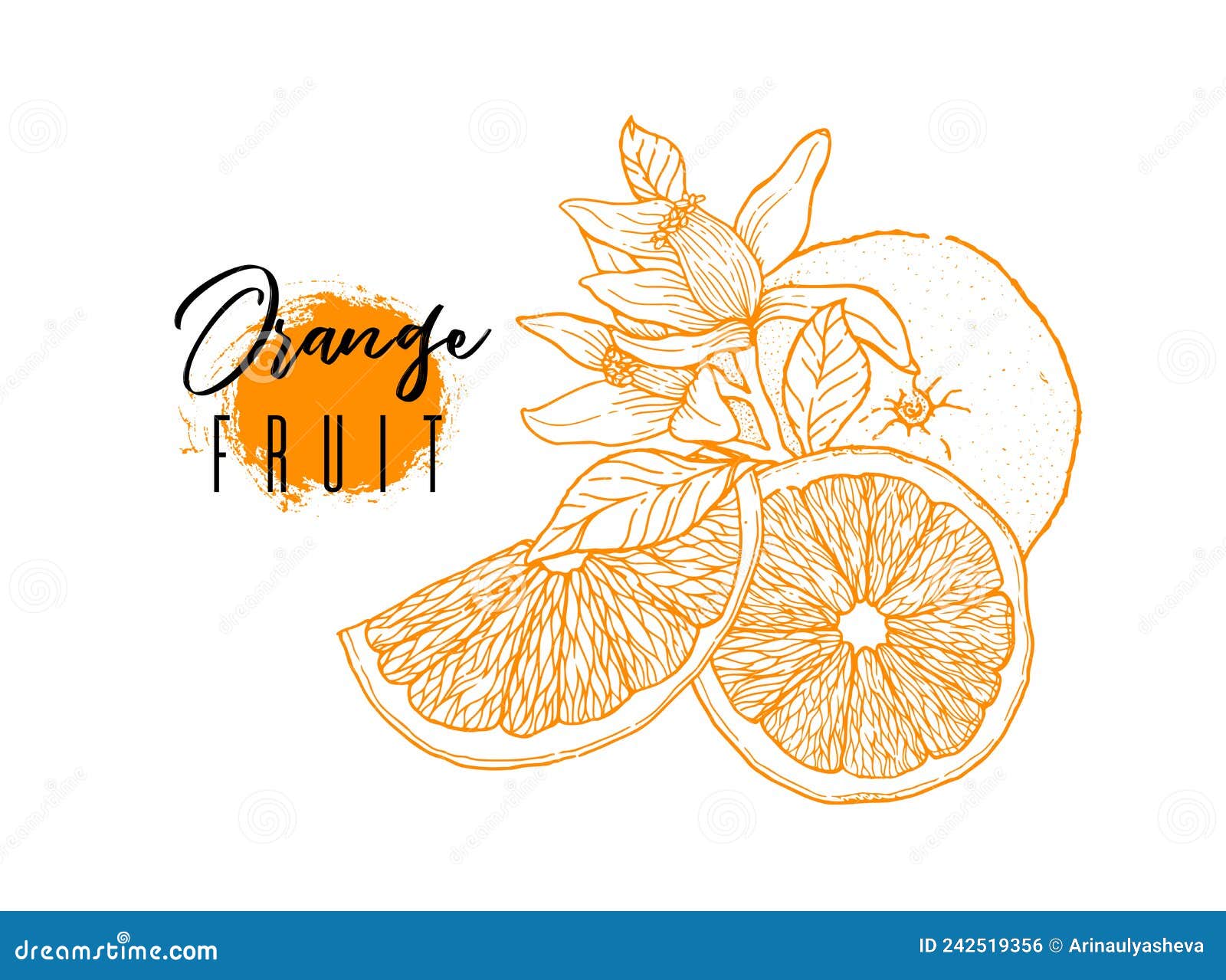 Ink Hand Drawn of Orange Fruit. Food Element Collection Stock Vector ...