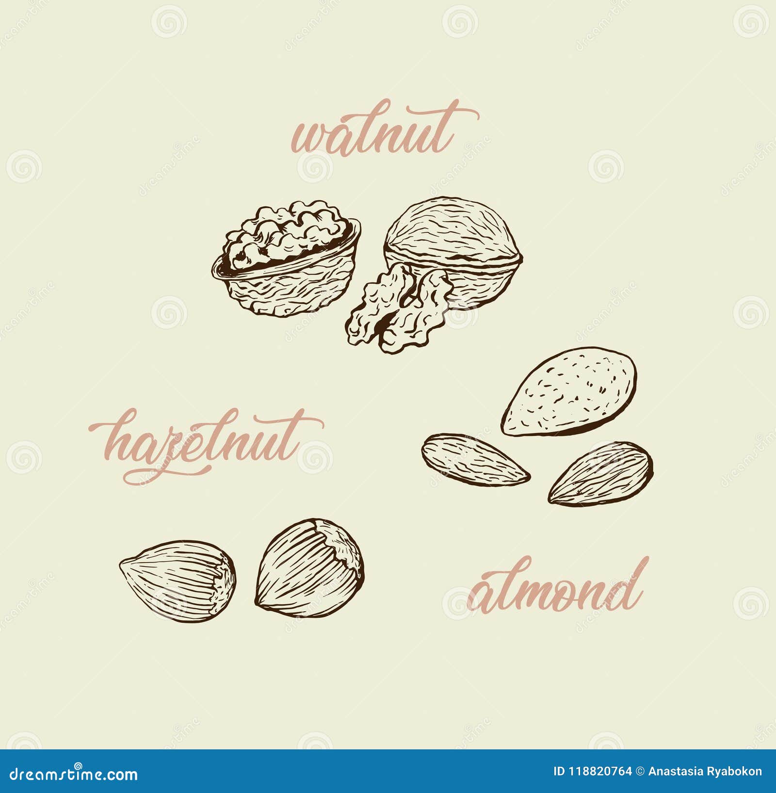 Ink Hand Drawn Sketch Nuts Set Vector Illustration Retro Style Stock ... Ink Hand Drawn Sketch Nuts Set Vector Illustration Retro Style Stock ...
