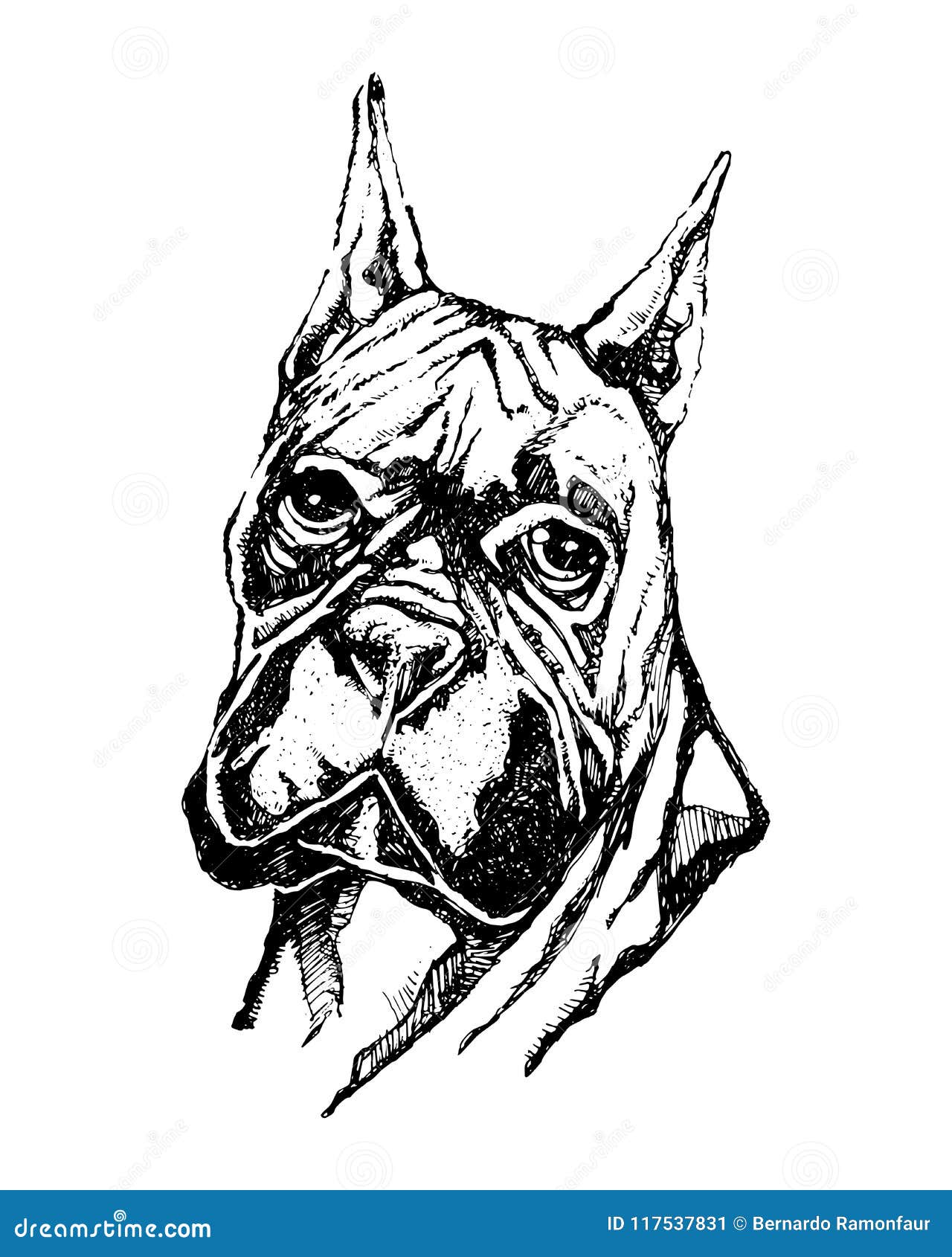 Ink Illustration of a Boxer Dog Head Stock Vector - Illustration of ...