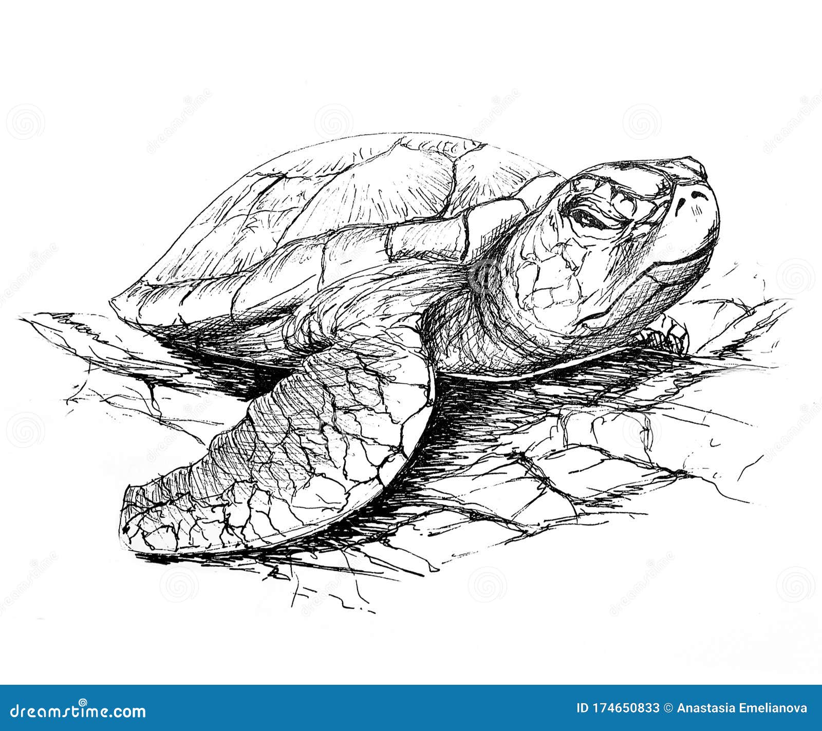Ink Illustration of a Turtle Stock Illustration - Illustration of ...