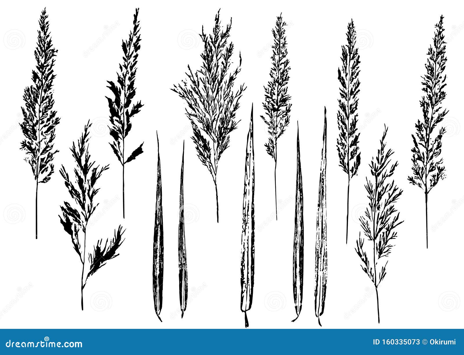 Ink prints of natural reed stock vector. Illustration of botanic ...