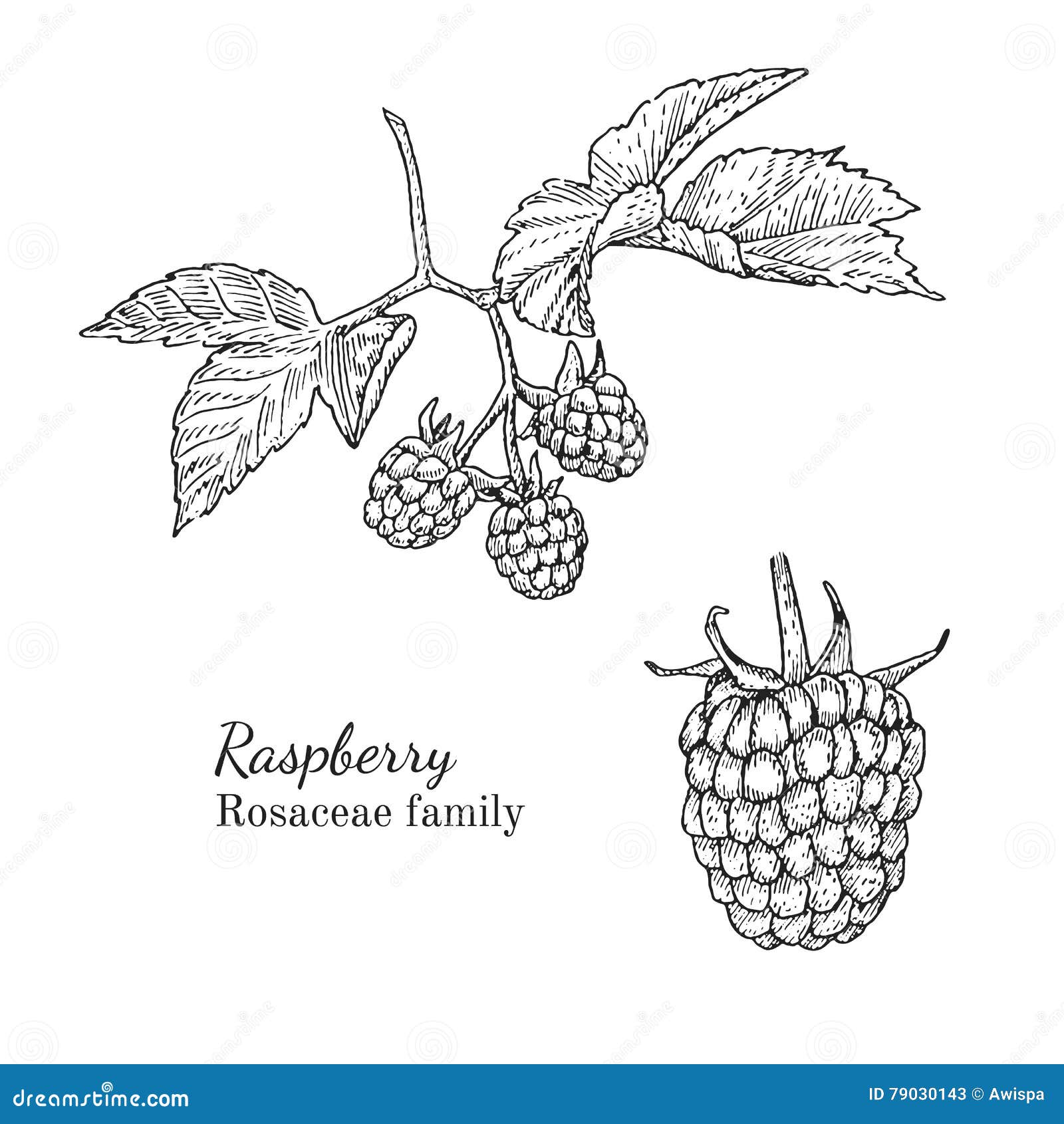 Tayberry Cartoons, Illustrations & Vector Stock Images - 13 Pictures to ...