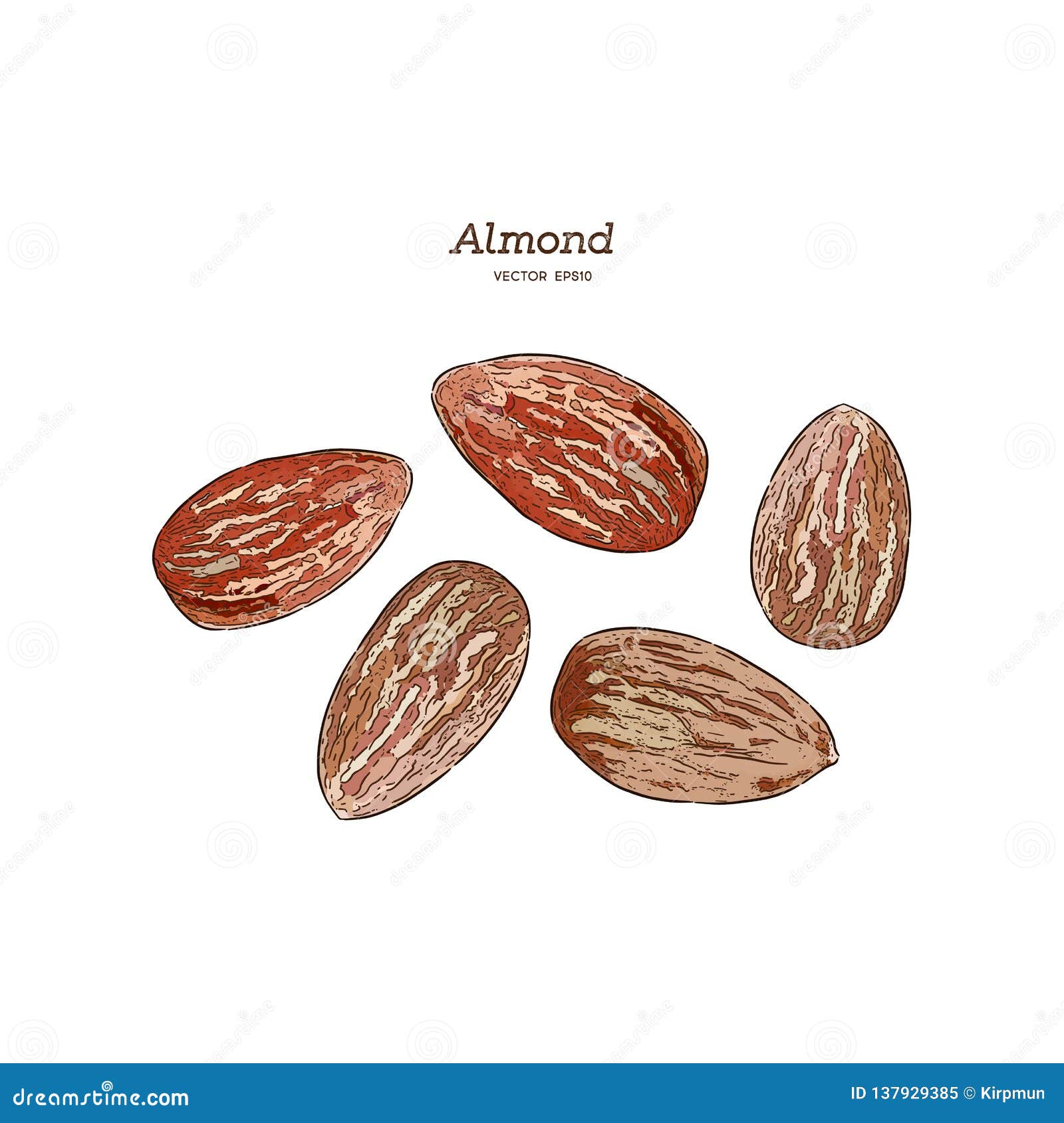Ink Sketch of Almond. Hand Drawn Vector Illustration Stock Vector ...