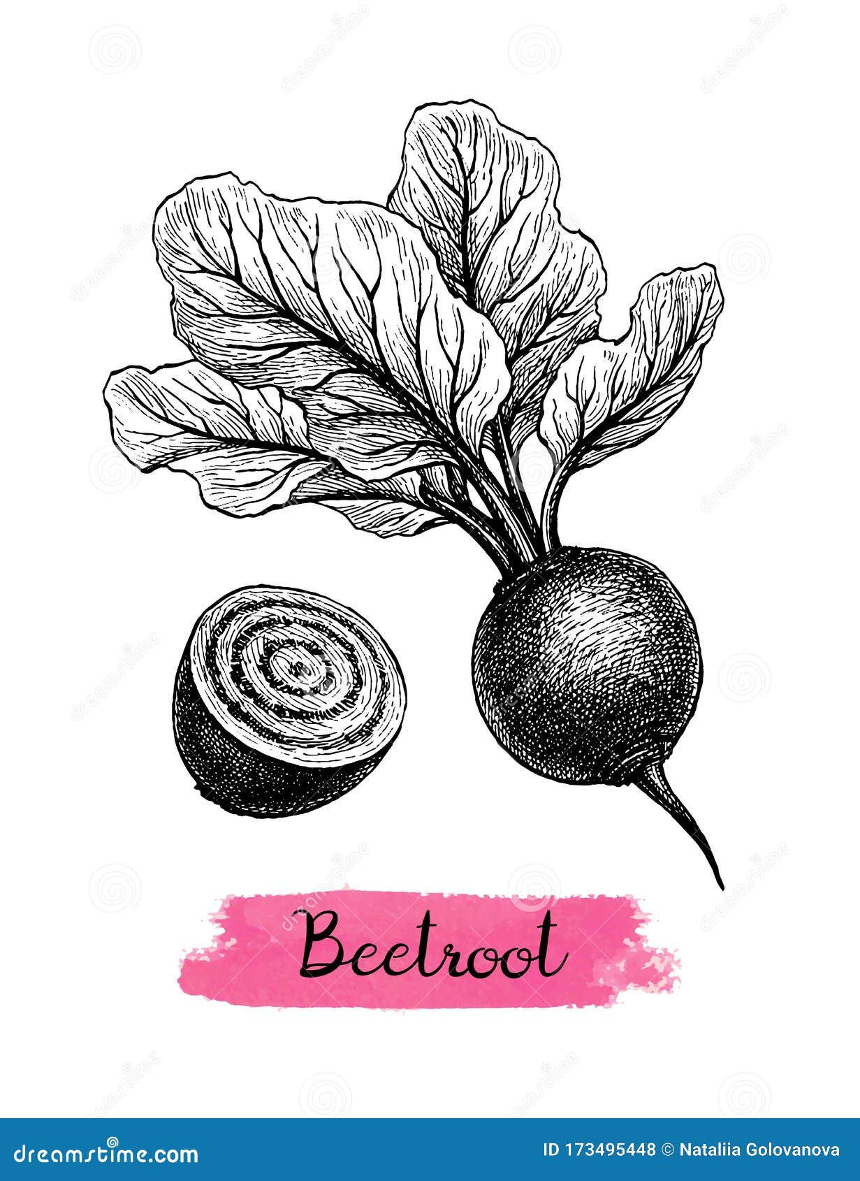 Ink sketch of beetroot. stock vector. Illustration of fresh - 173495448 Ink sketch of beetroot. stock vector. Illustration of fresh - 173495448