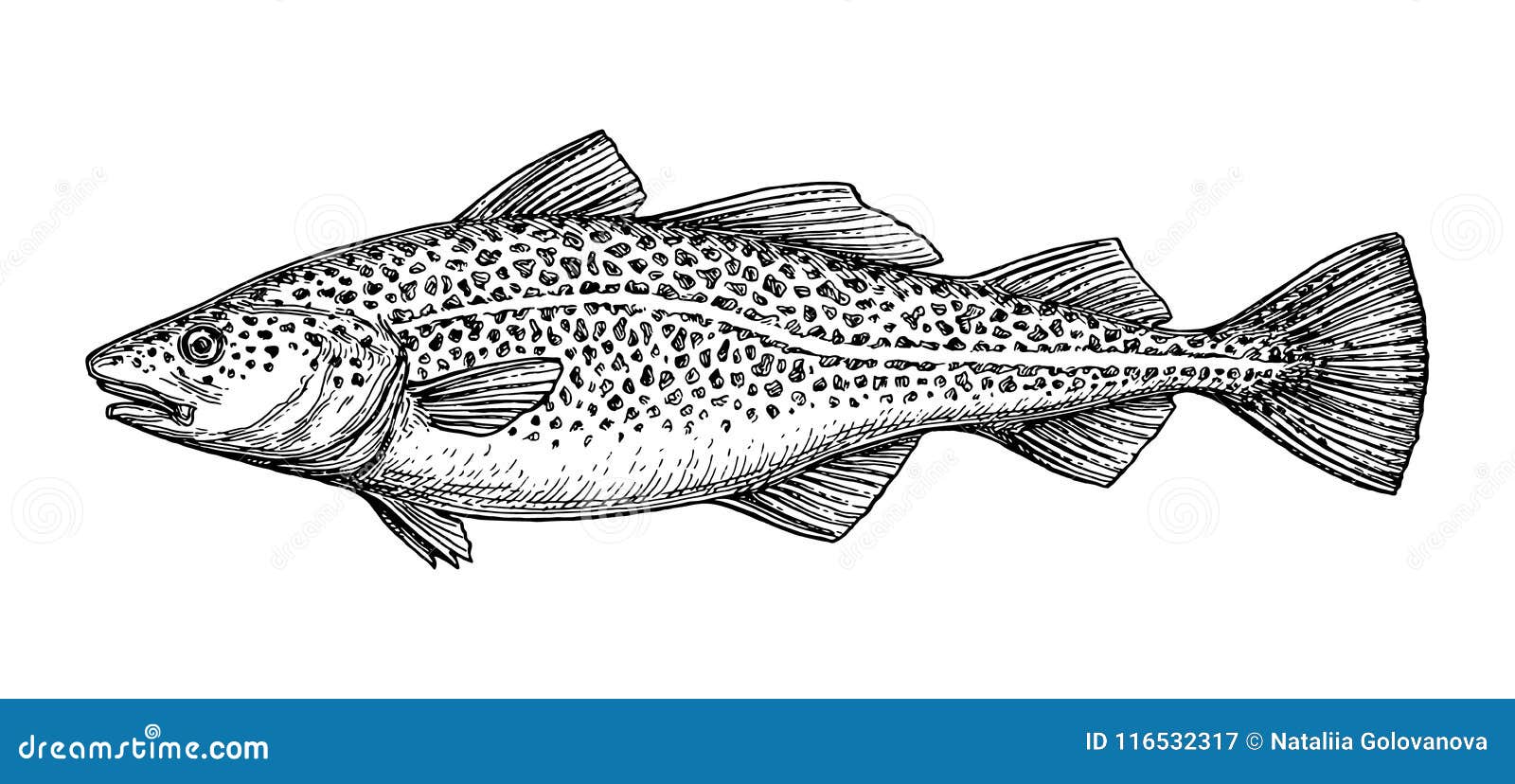 Ink sketch of cod fish. stock vector. Illustration of river - 116532317