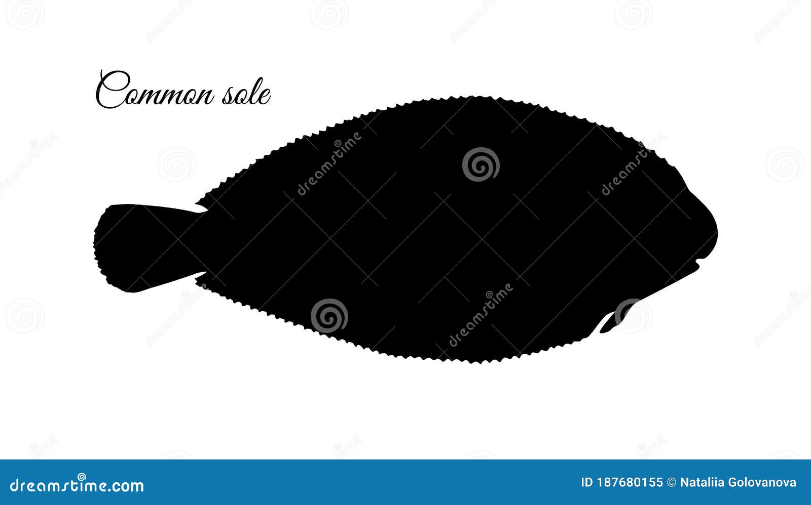 Flatfish. Hand Drawn Black Outline Vector Realistic Illustration Stock ...