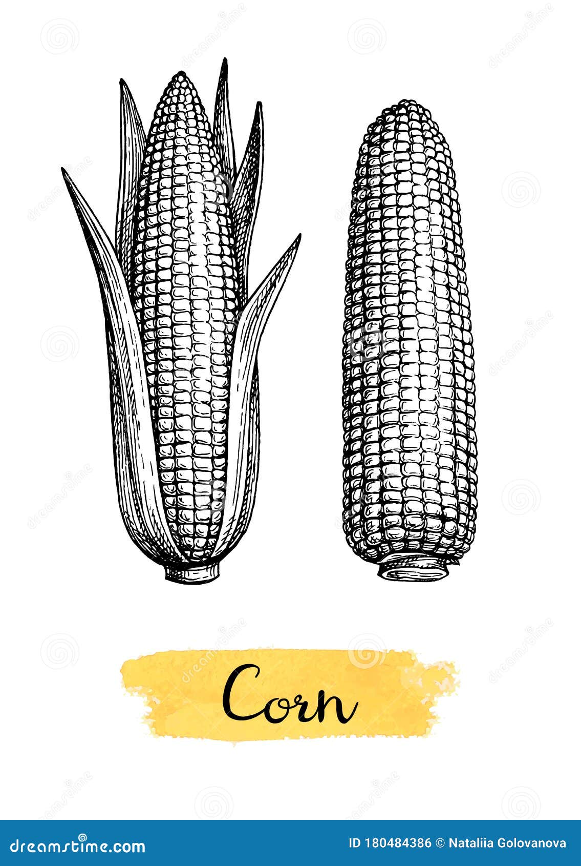 Ink sketch of corn stock vector. Illustration of maize - 180484386
