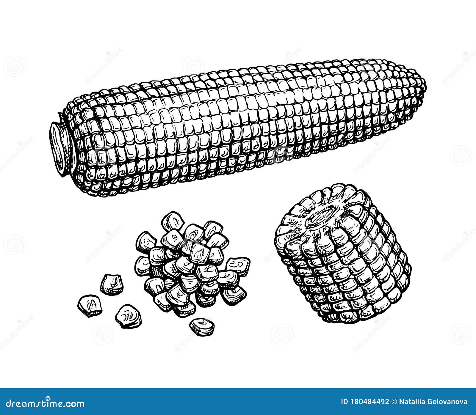 Ink sketch of corn stock vector. Illustration of nature - 180484492