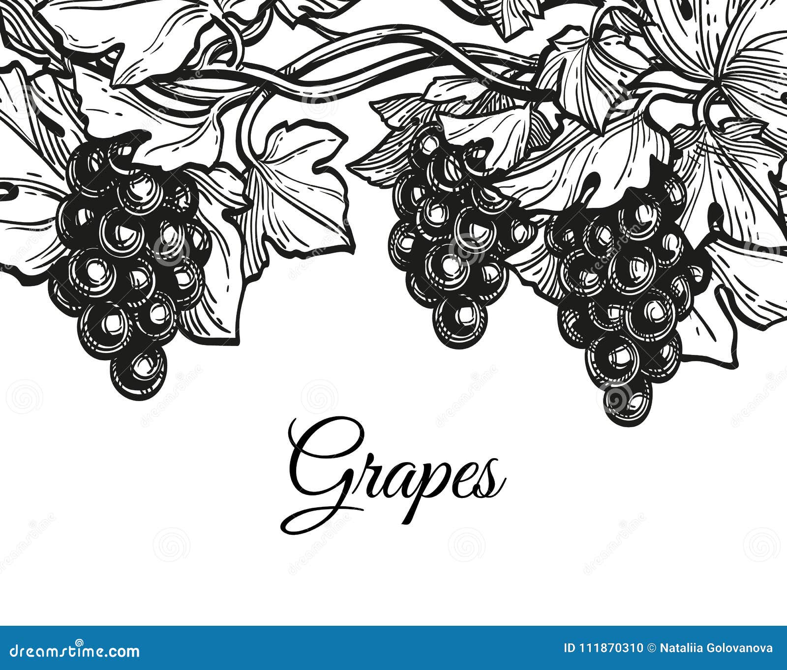 Ink sketch of grapes. stock vector. Illustration of leaf - 111870310