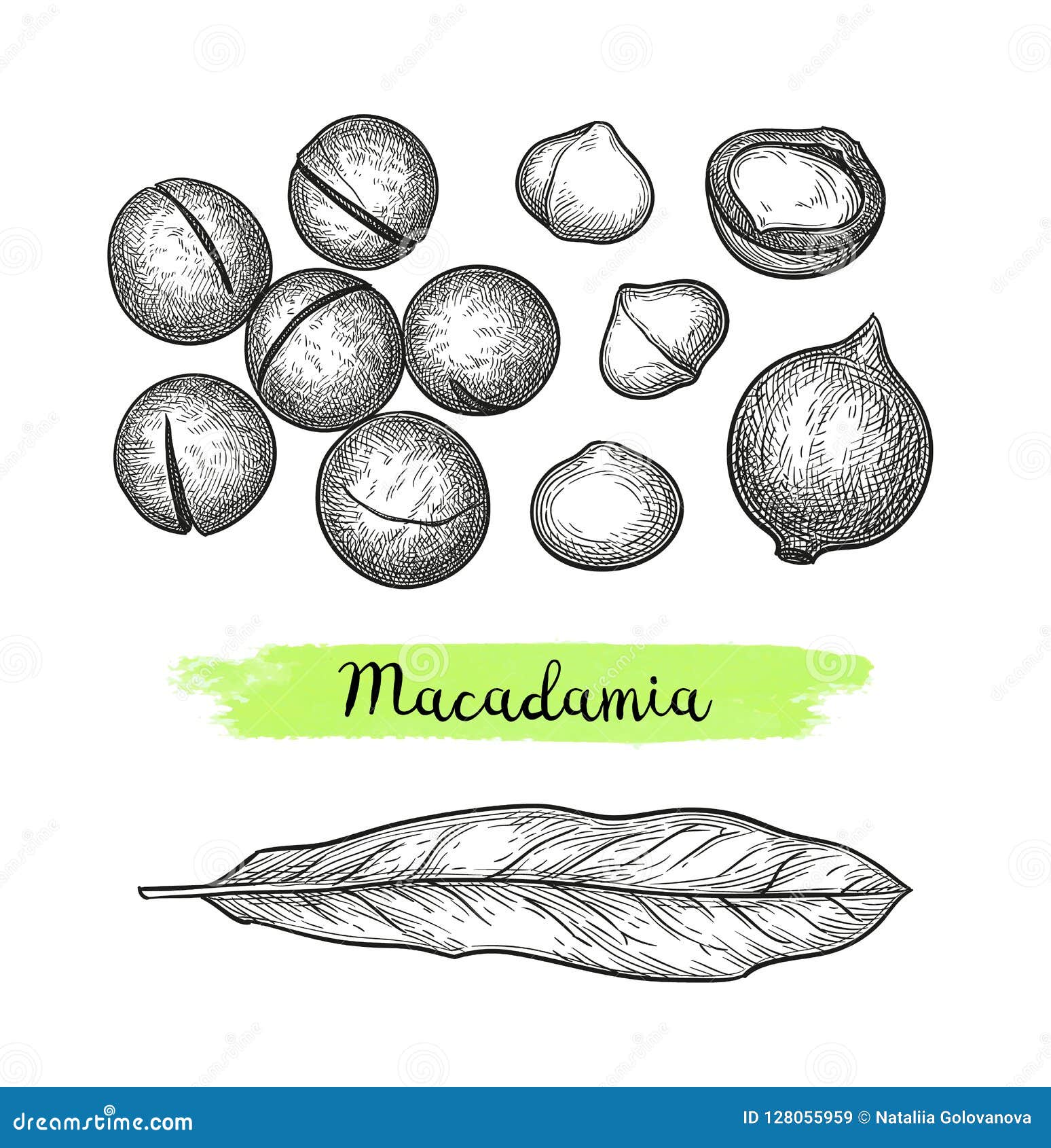 Ink sketch of Macadamia. stock vector. Illustration of plant - 128055959